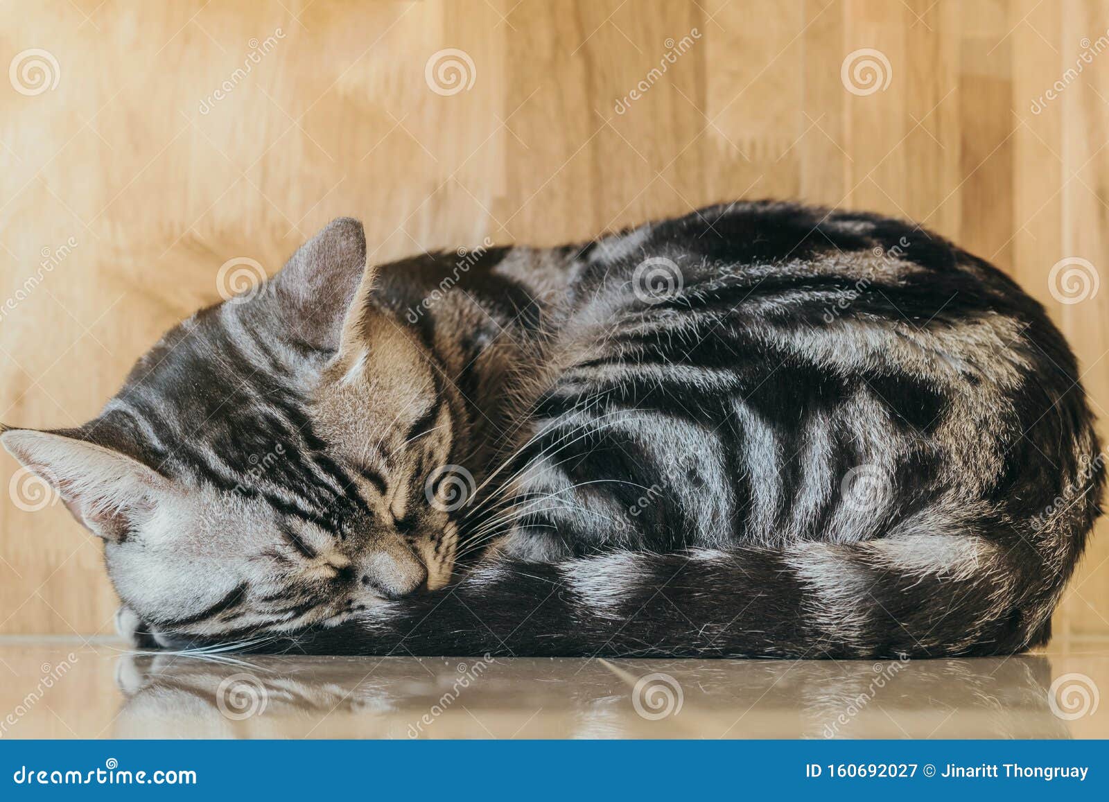 The Lazy Cat is Sleeping Lazily Stock Image - Image of claw, face ...