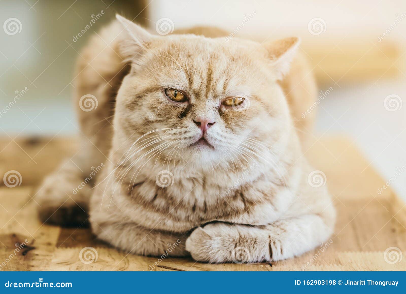 The Lazy Cat is Sleeping Lazily Stock Photo - Image of beautiful ...