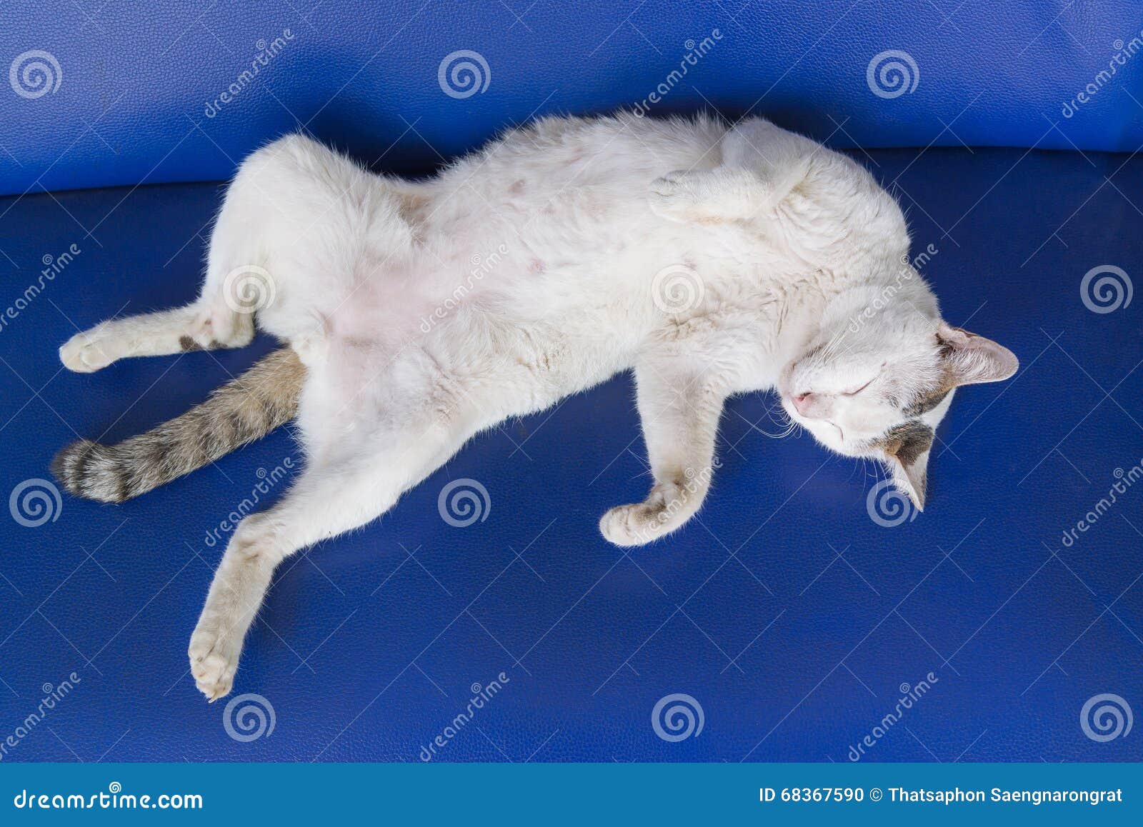 Lazy Cat Sleeping, Lying on Sofa. Stock Photo - Image of relax, couch ...