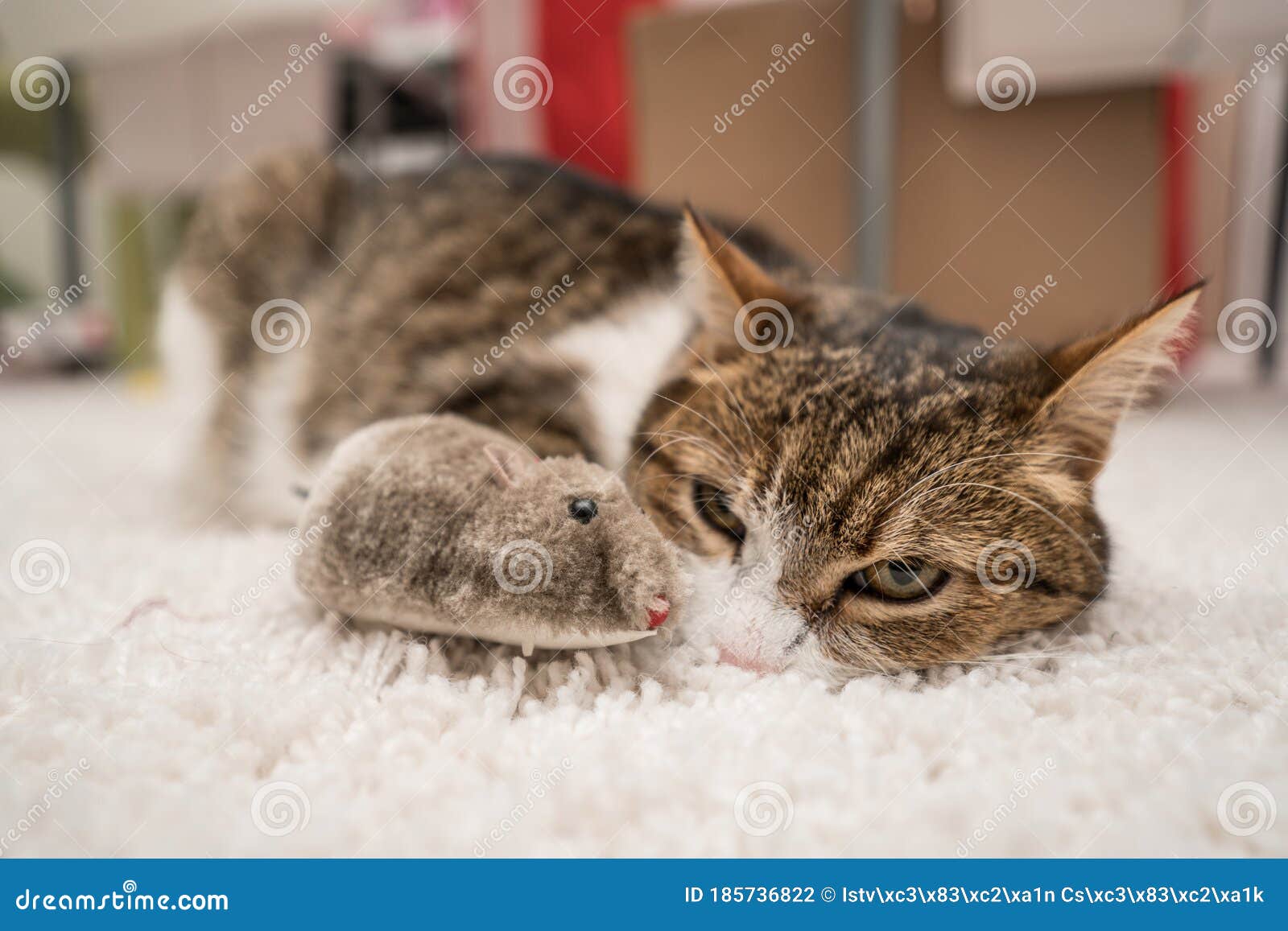 Lazy Cat Sleeping with Mouse Stock Photo - Image of feline, relax ...