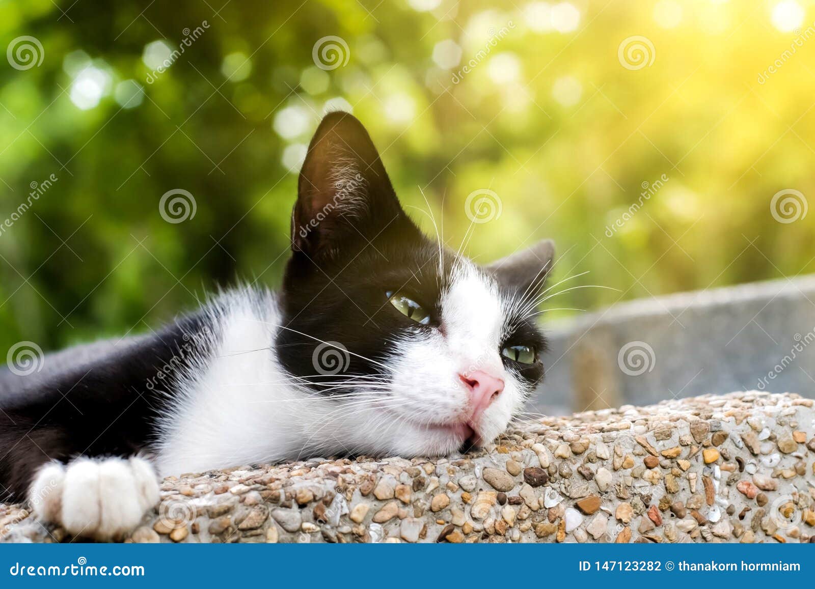 Lazy cat stock photo. Image of animal, lazy, friendship - 147123282