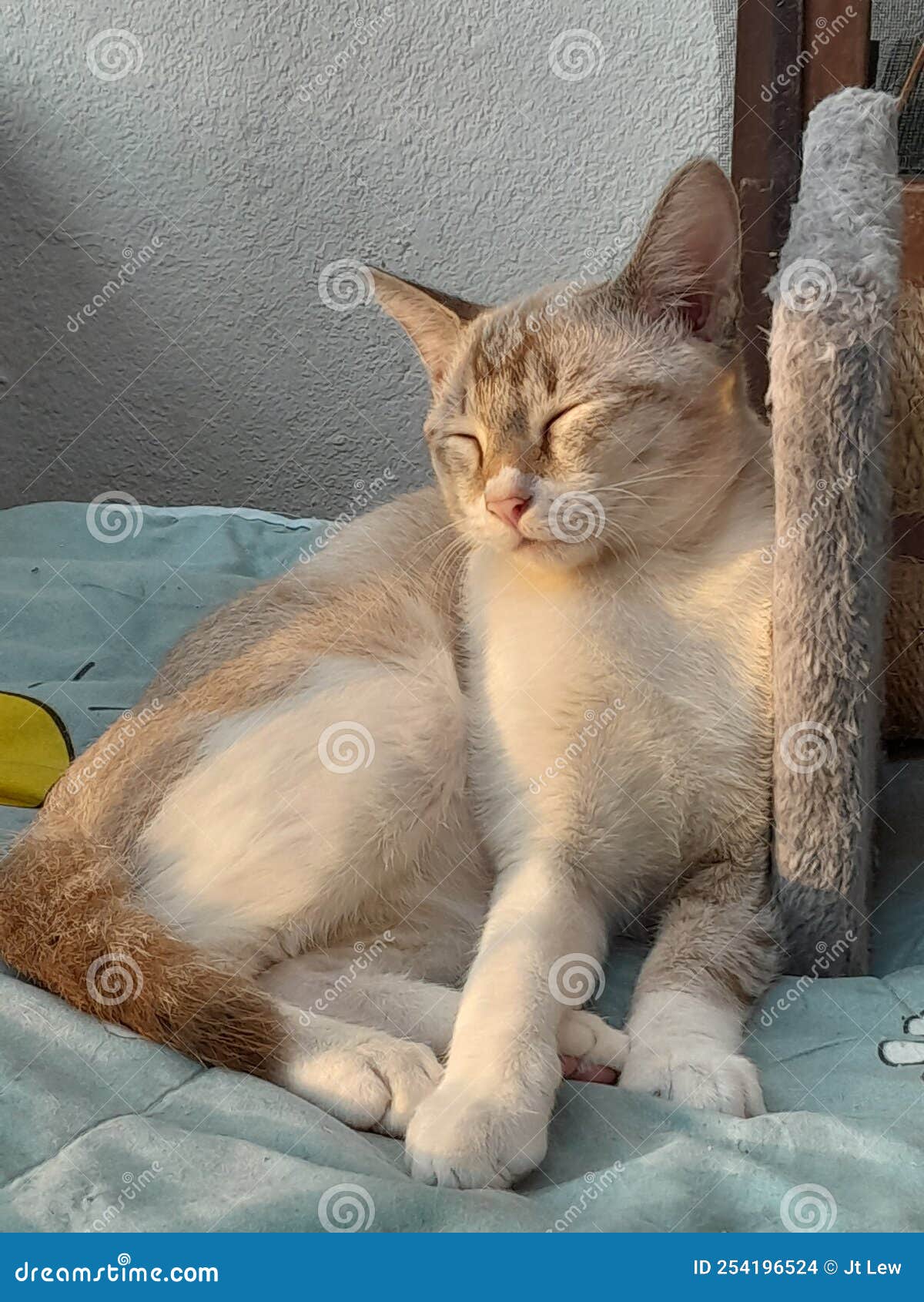 Lazy Cat Sleeping Peacefully Stock Photo - Image of kitten, wildcat ...