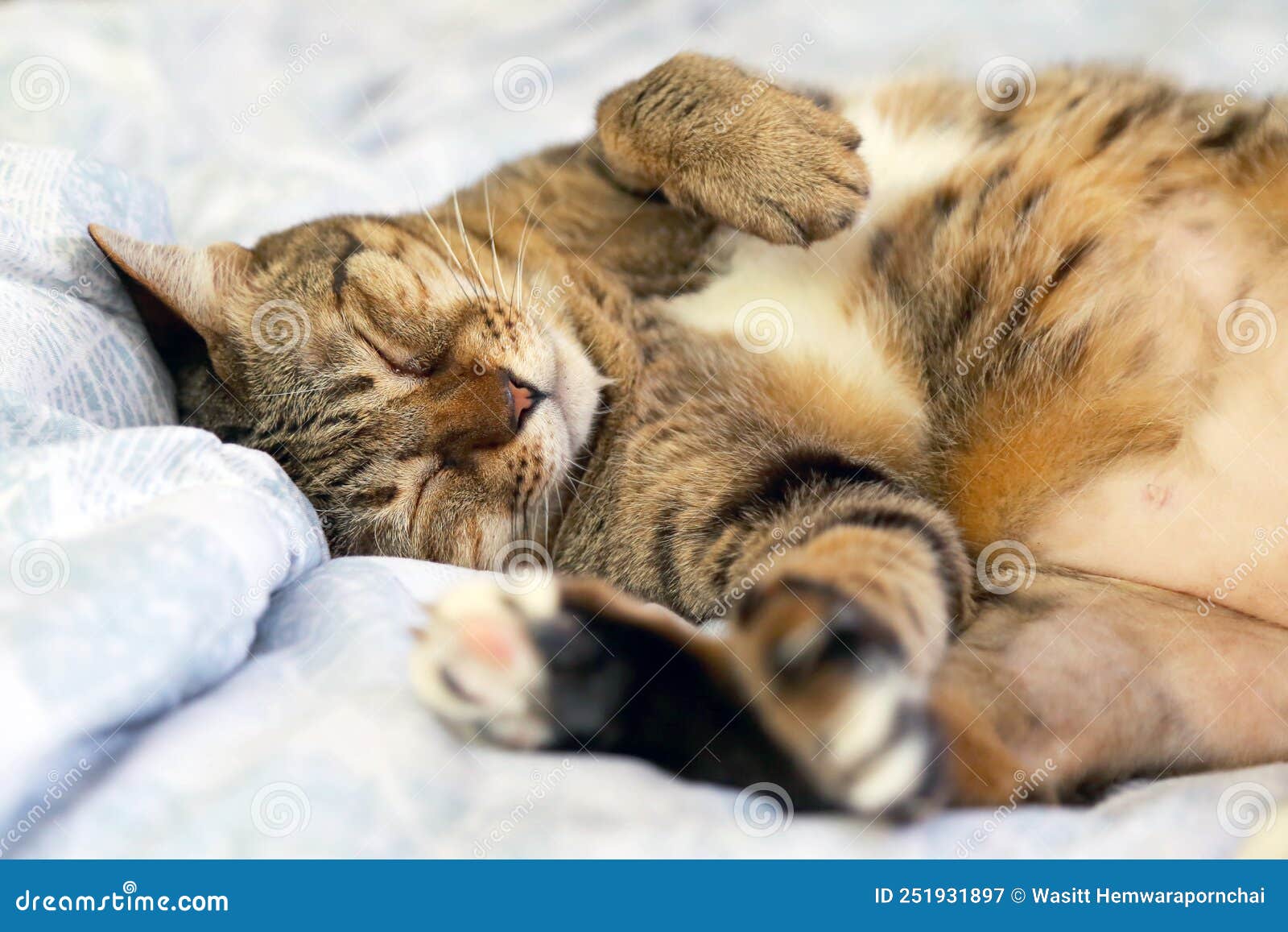 Lazy Cat Sleeping Upside Down on Bed Stock Image - Image of kitten ...
