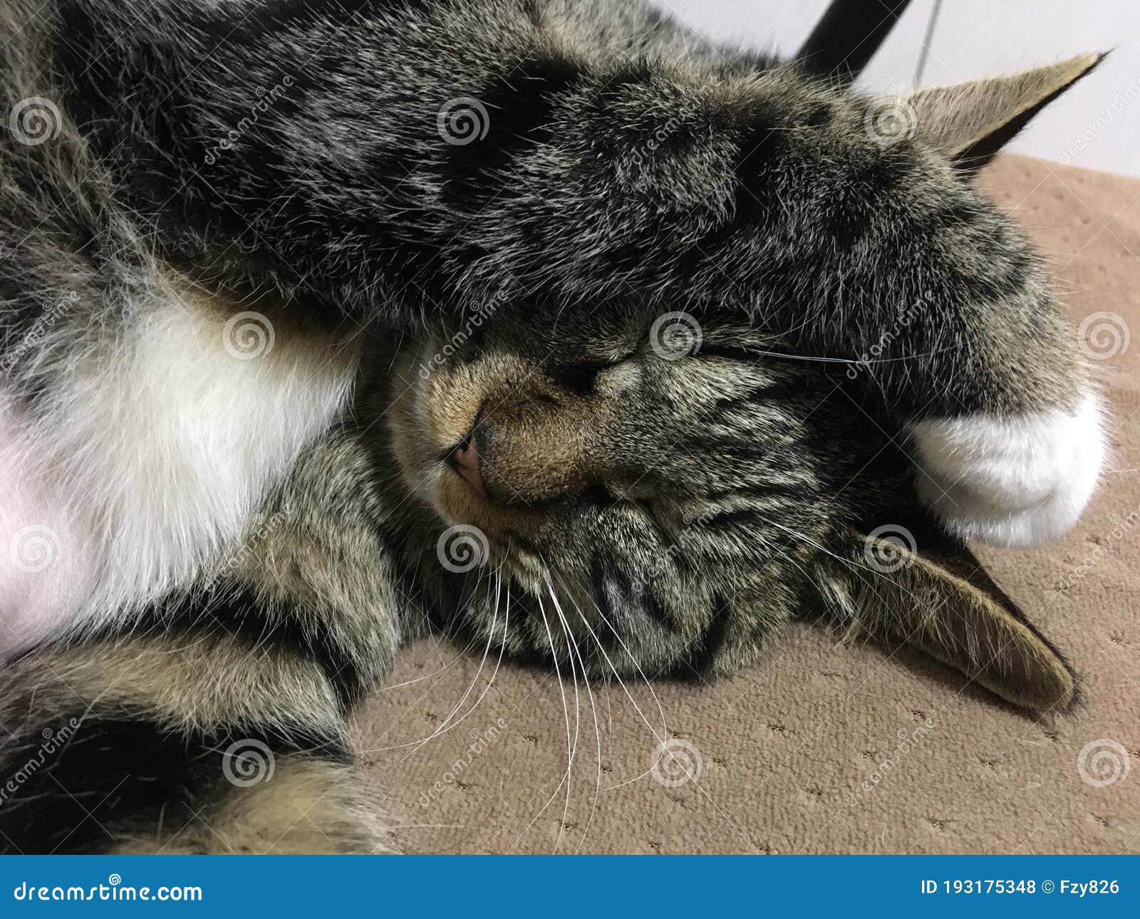 Lazy cat stock photo. Image of pets, sofa, kitten, grey - 193175348