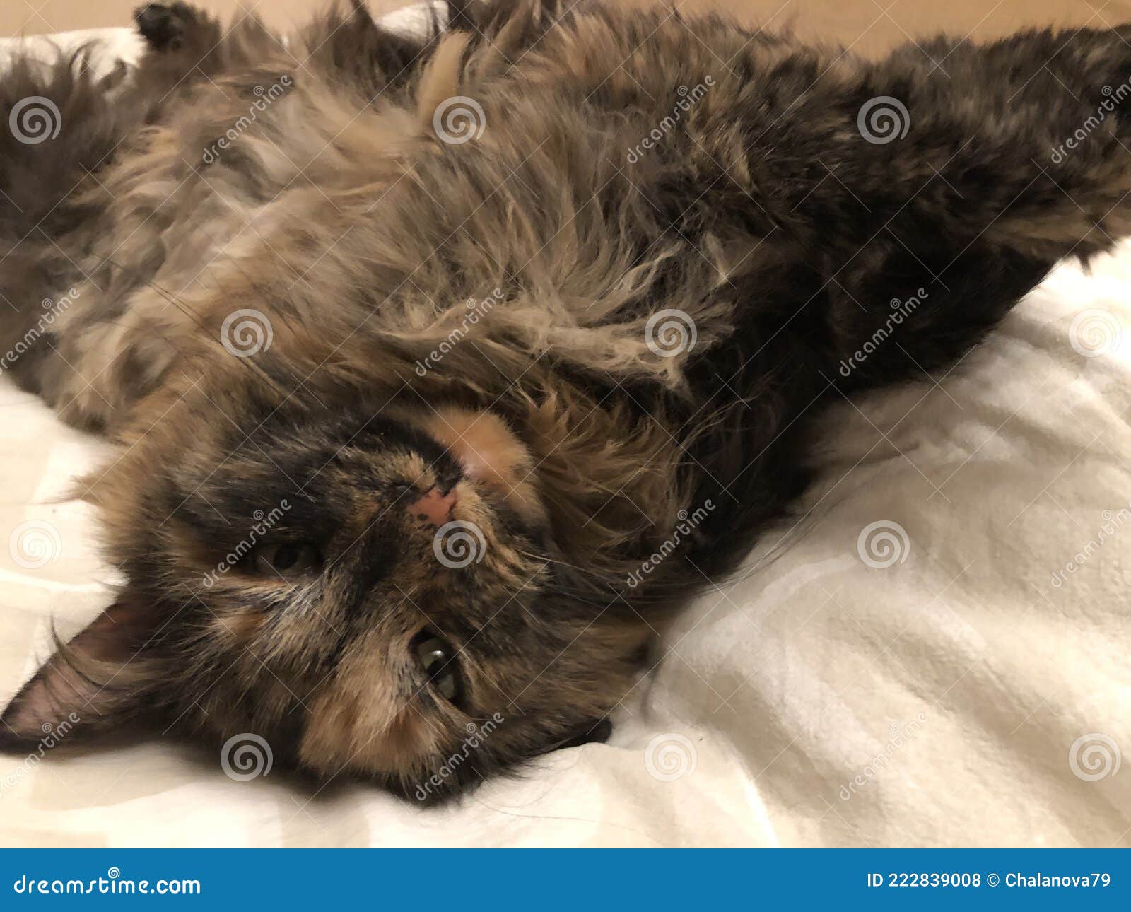 Lazy Cat, Sweet Sleeping on the Bed Stock Photo - Image of domestic ...