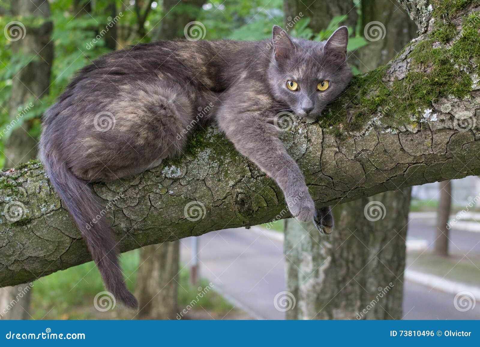 Lazy Cat at a Tree stock photo. Image of expression, friend - 73810496