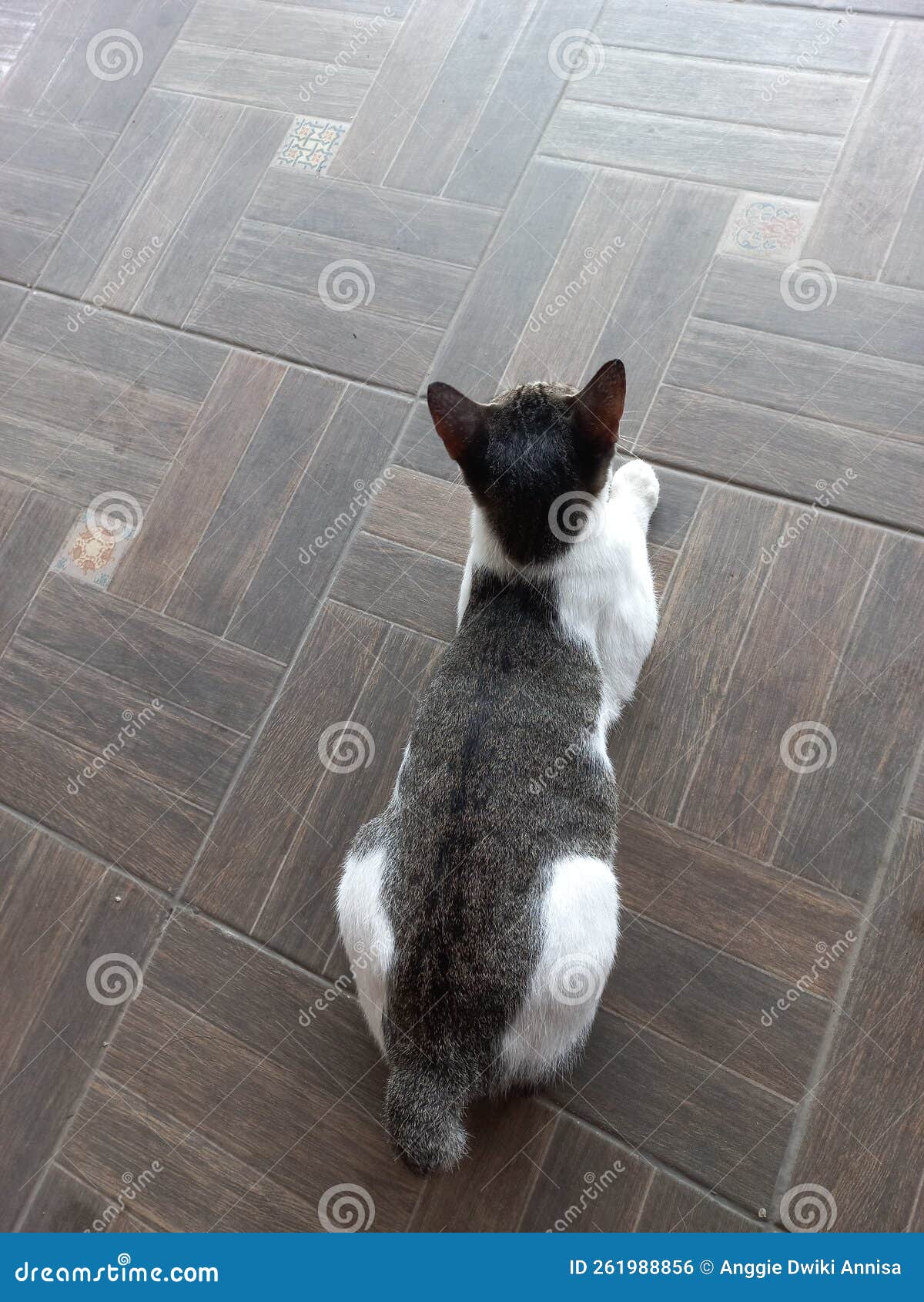 The Lazy Cats Enjoy the Weather Stock Photo - Image of lazy, weather ...