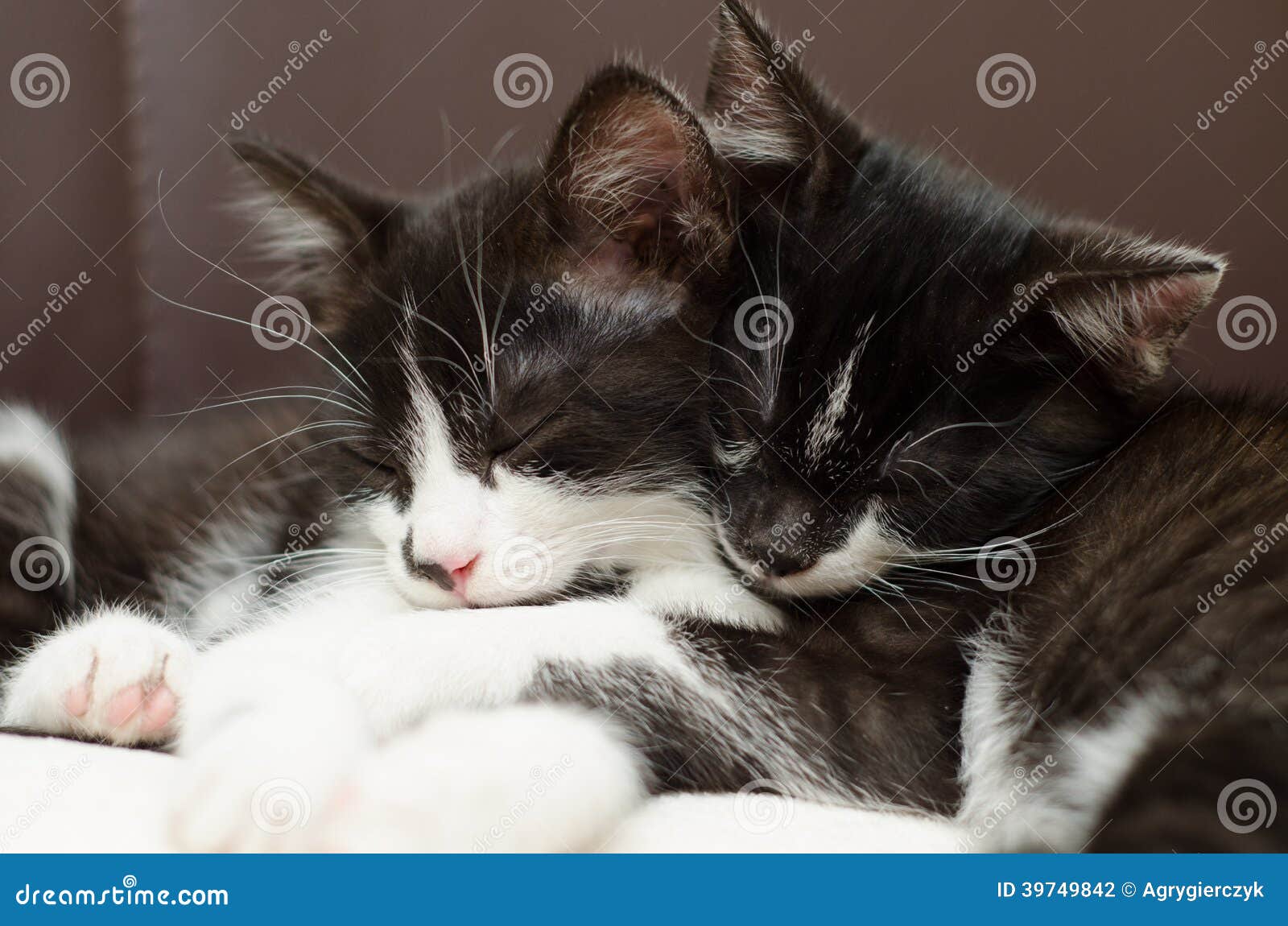 Lazy cats stock photo. Image of white, relax, pets, sleeping - 39749842