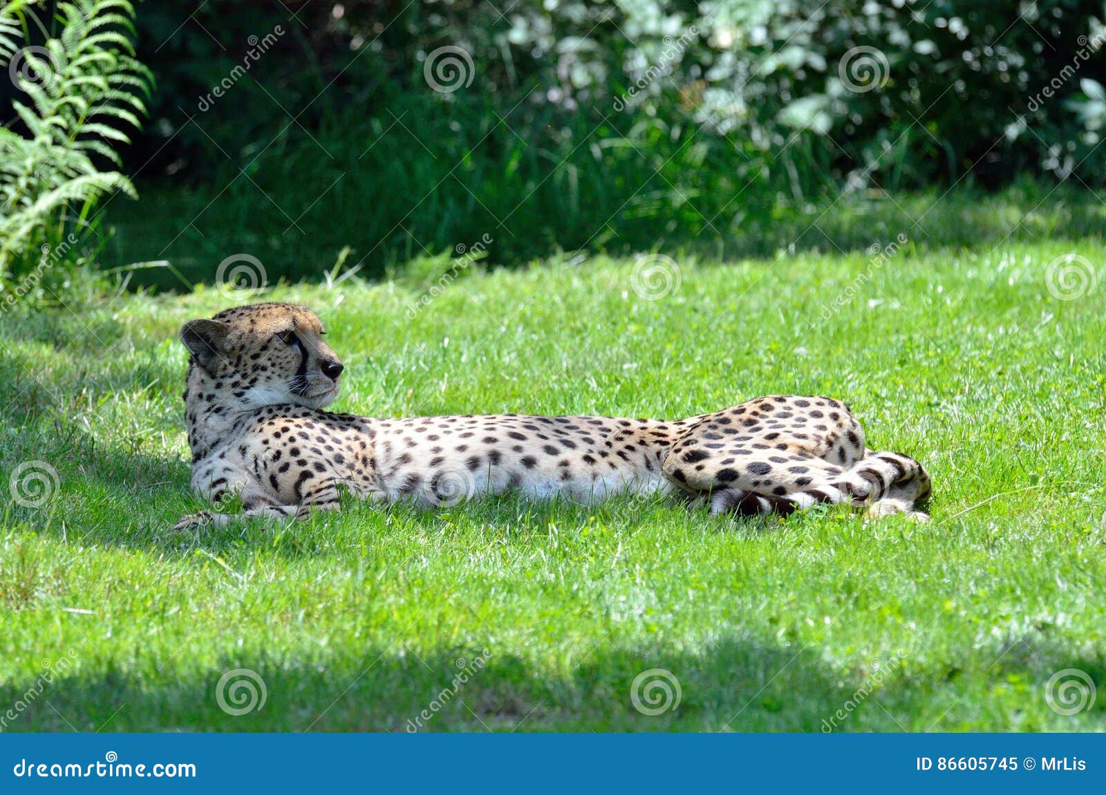 Lazy Cheetah Laying Down on the Grass Stock Image - Image of felidae ...