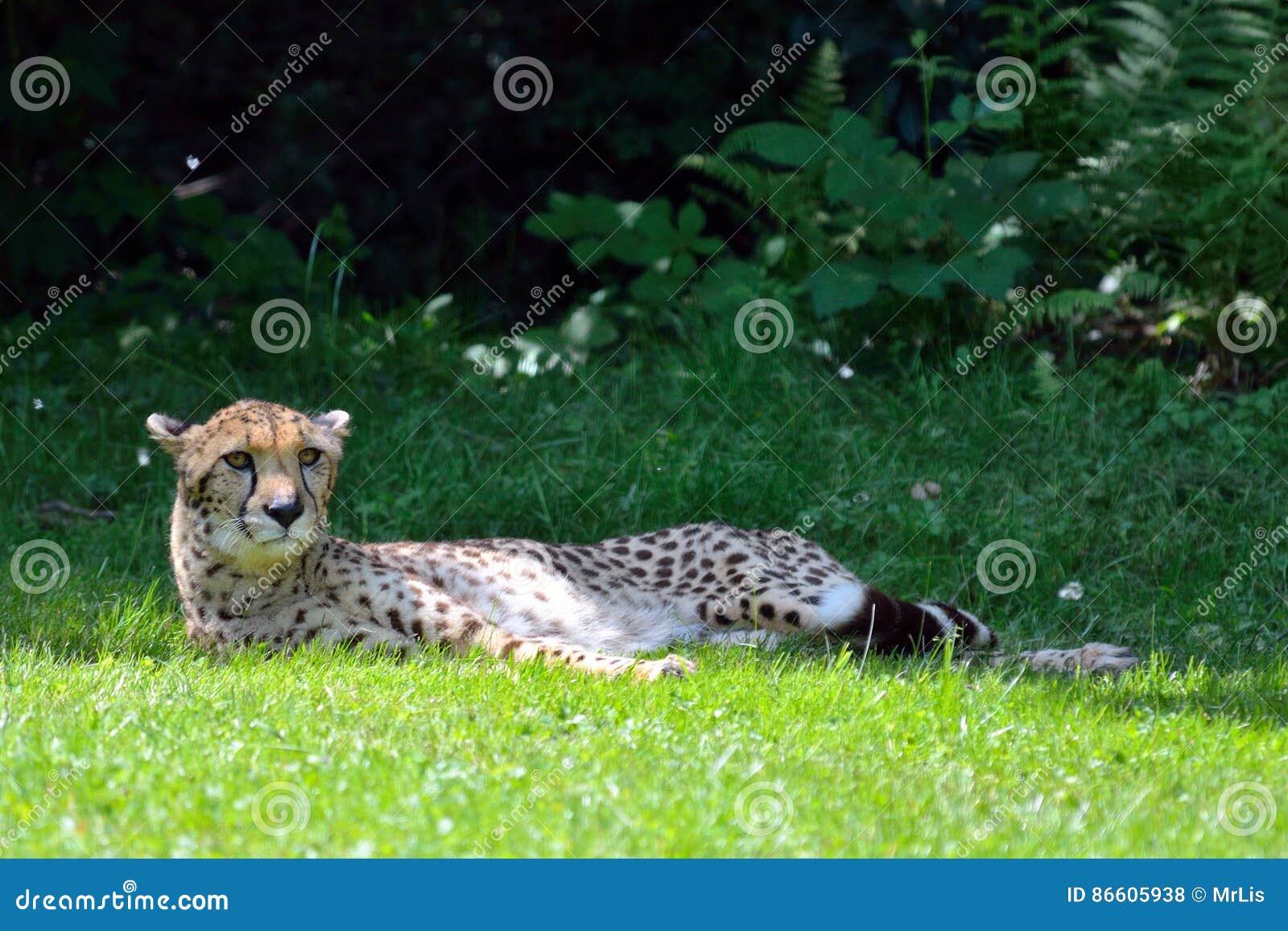 Lazy Cheetah Laying Down on the Grass Stock Photo - Image of safari ...