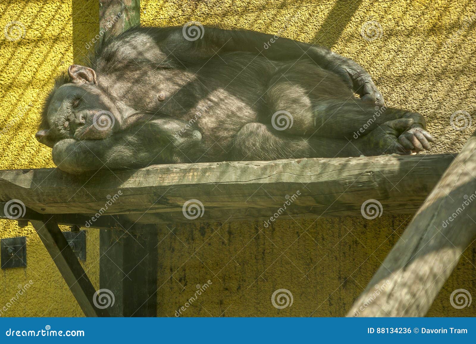 Lazy chimp stock photo. Image of chimpanzee, outdoors - 88134236