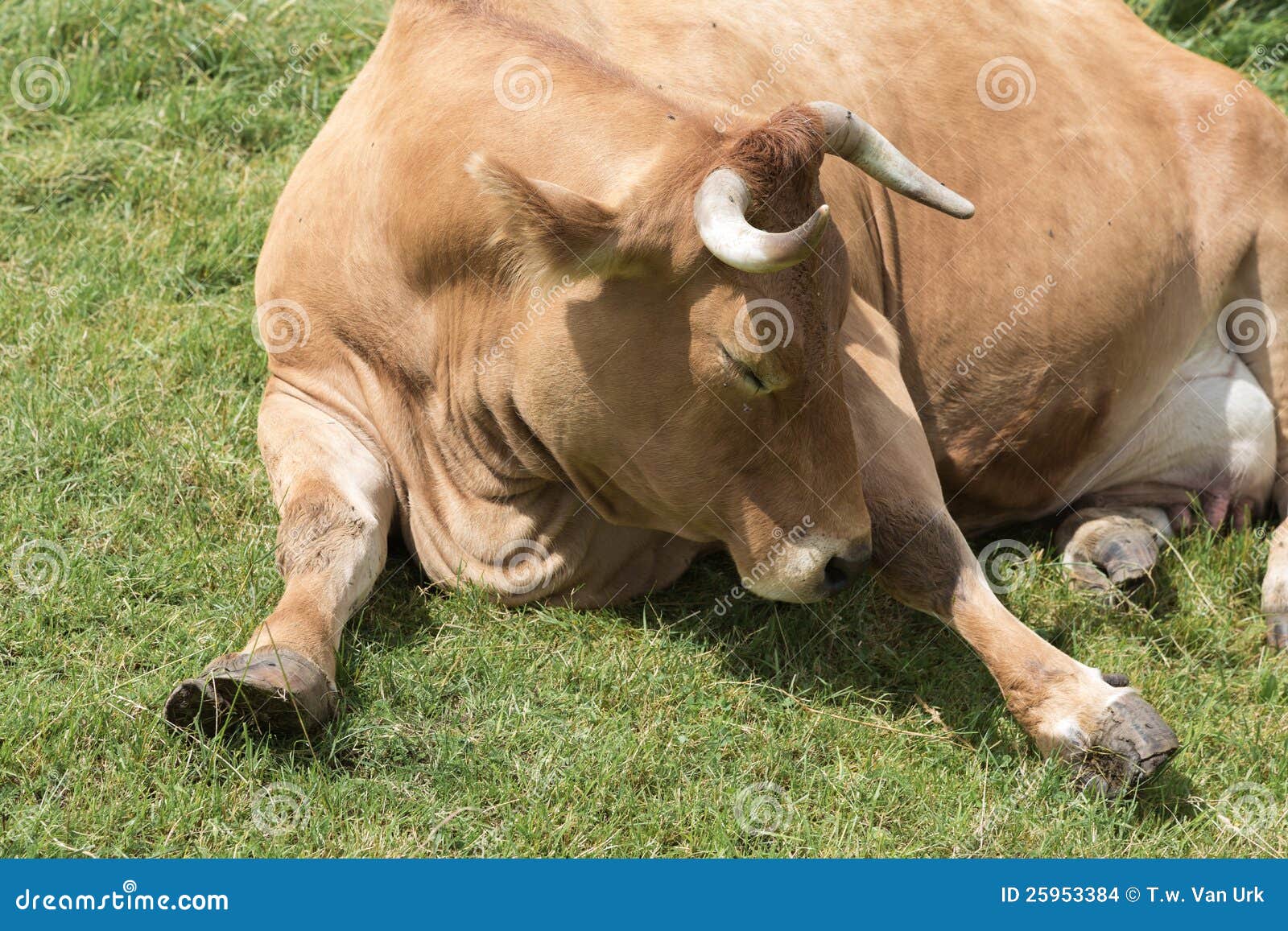 Lazy Cow Sleeping in the Grass Stock Photo - Image of milk, dairy: 25953384