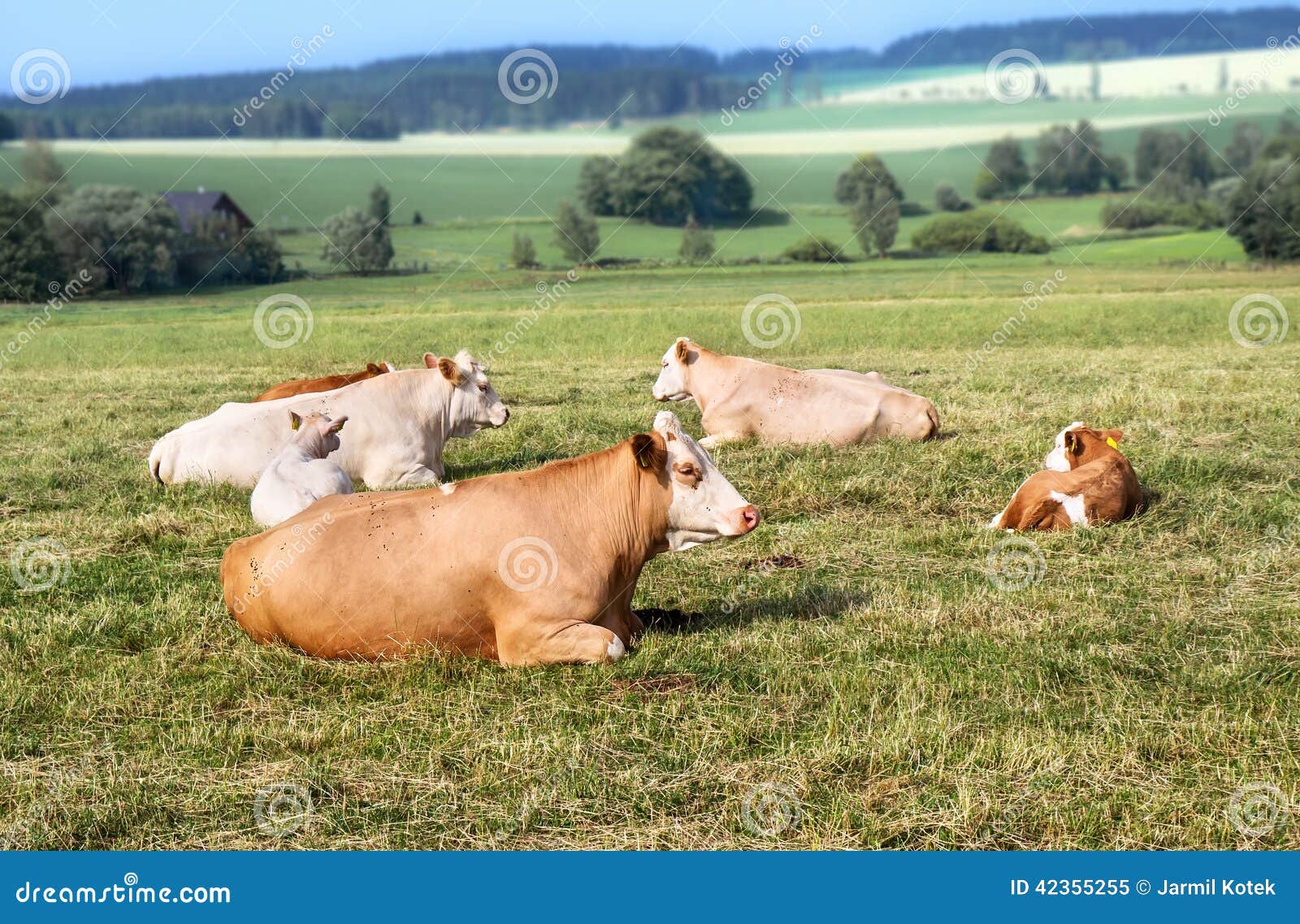 Lazy cows stock image. Image of feed, grain, farming - 42355255