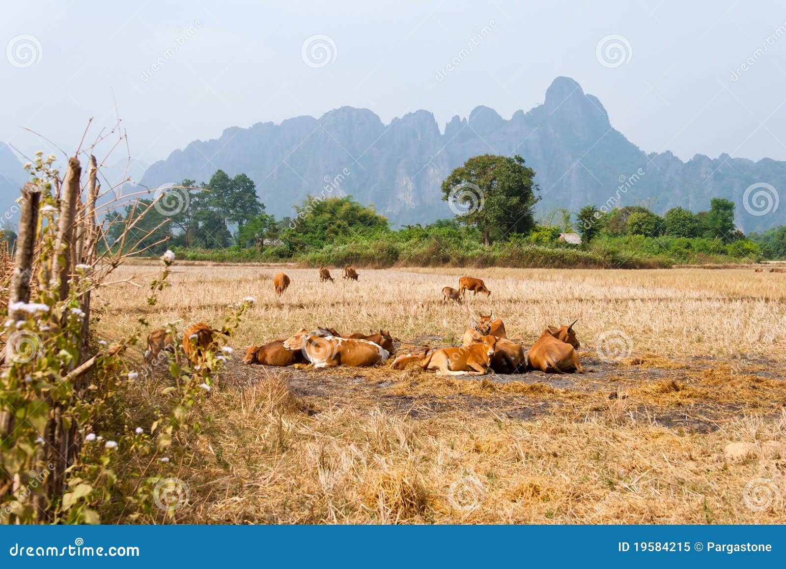 Lazy cows style life stock image. Image of laos, landscape - 19584215