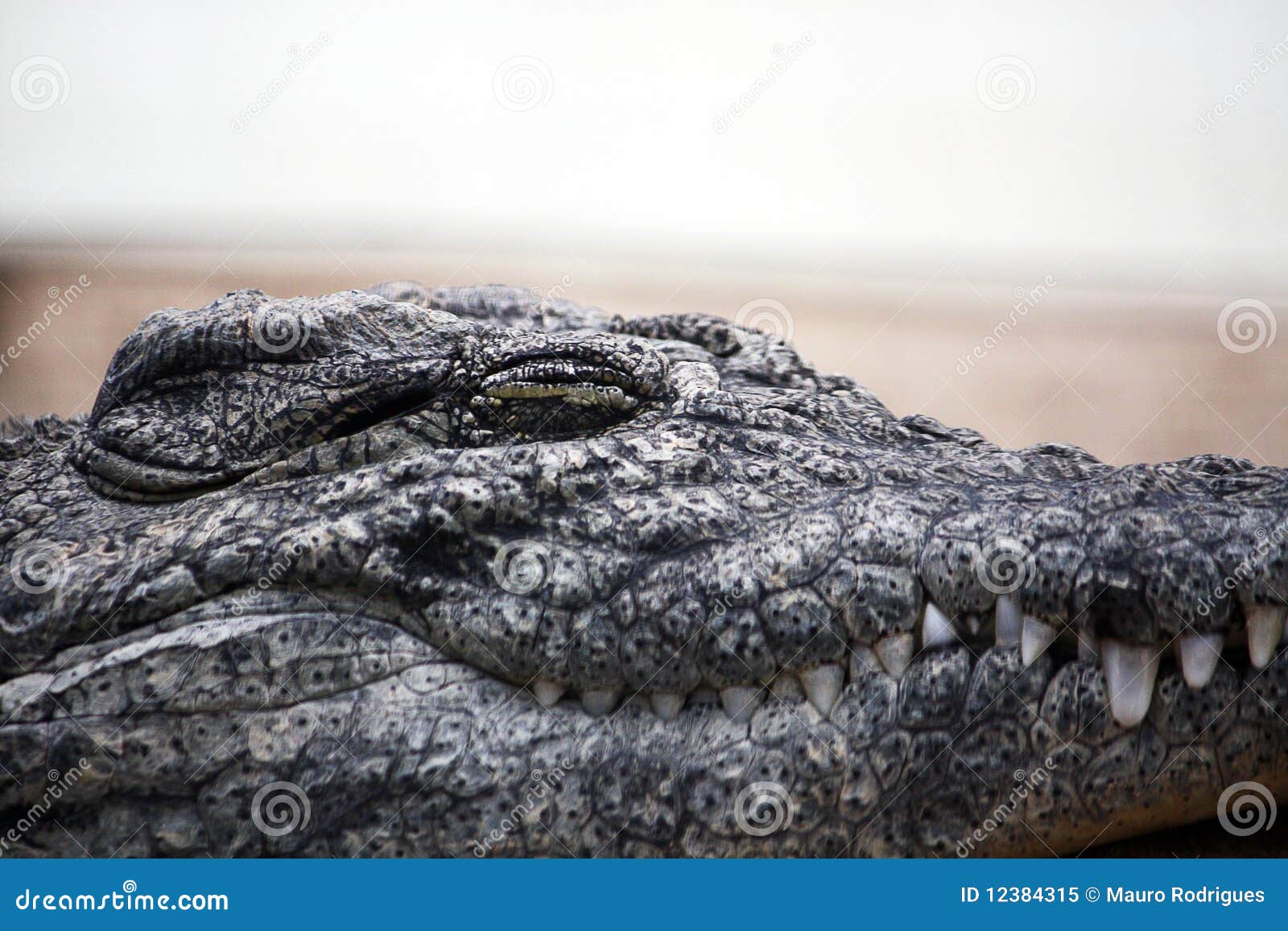 Lazy croc stock image. Image of creature, head, eyes - 12384315