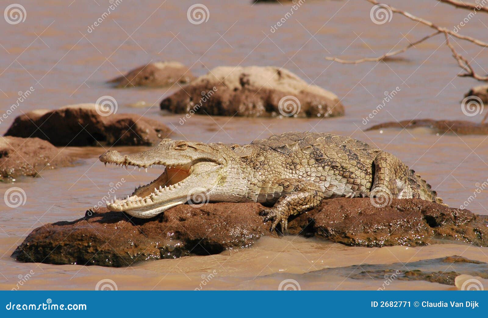 Lazy Crocodile stock image. Image of creature, lake, wild - 2682771