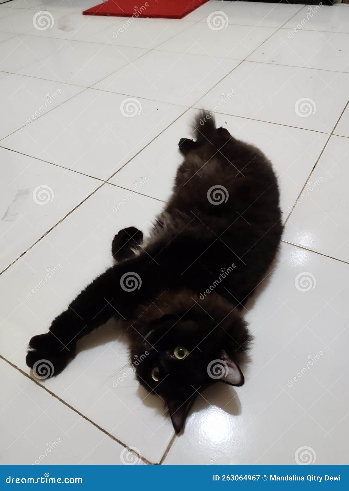 Lazy Cute Black Cat stock image. Image of cute, lazy - 263064967