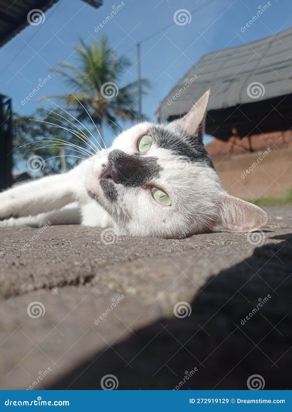 Lazy and cute cat stock image. Image of outdoor, beutiful - 272919129