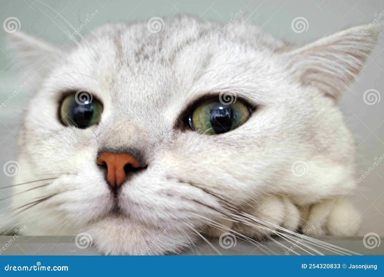 Lazy cute cat stock image. Image of cute, threat, master - 254320833
