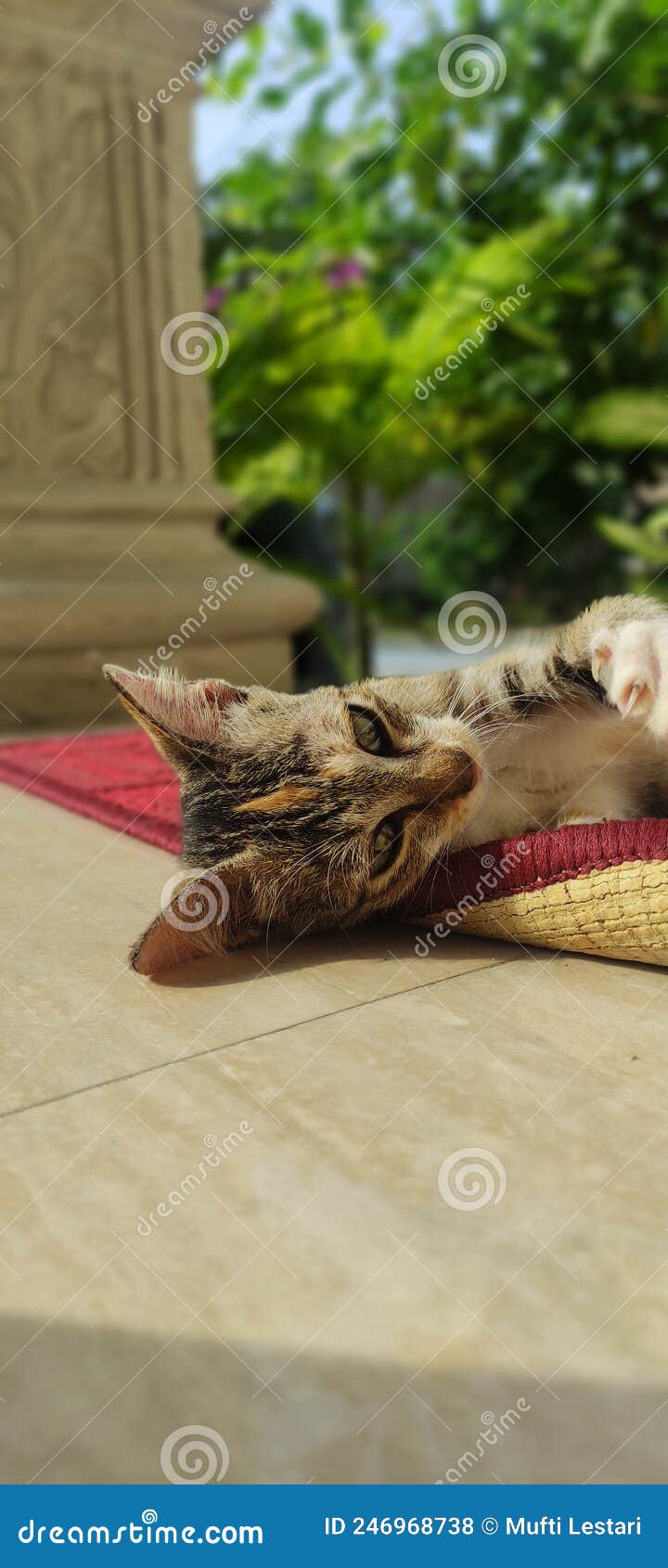 Lazy Cute cat picture stock photo. Image of cute, lazy - 246968738