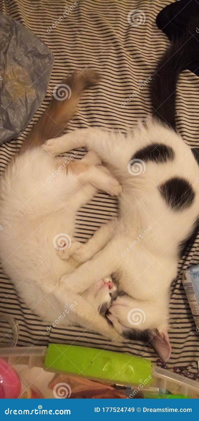 Lazy cute cats stock image. Image of friend, furry, cats - 177524749