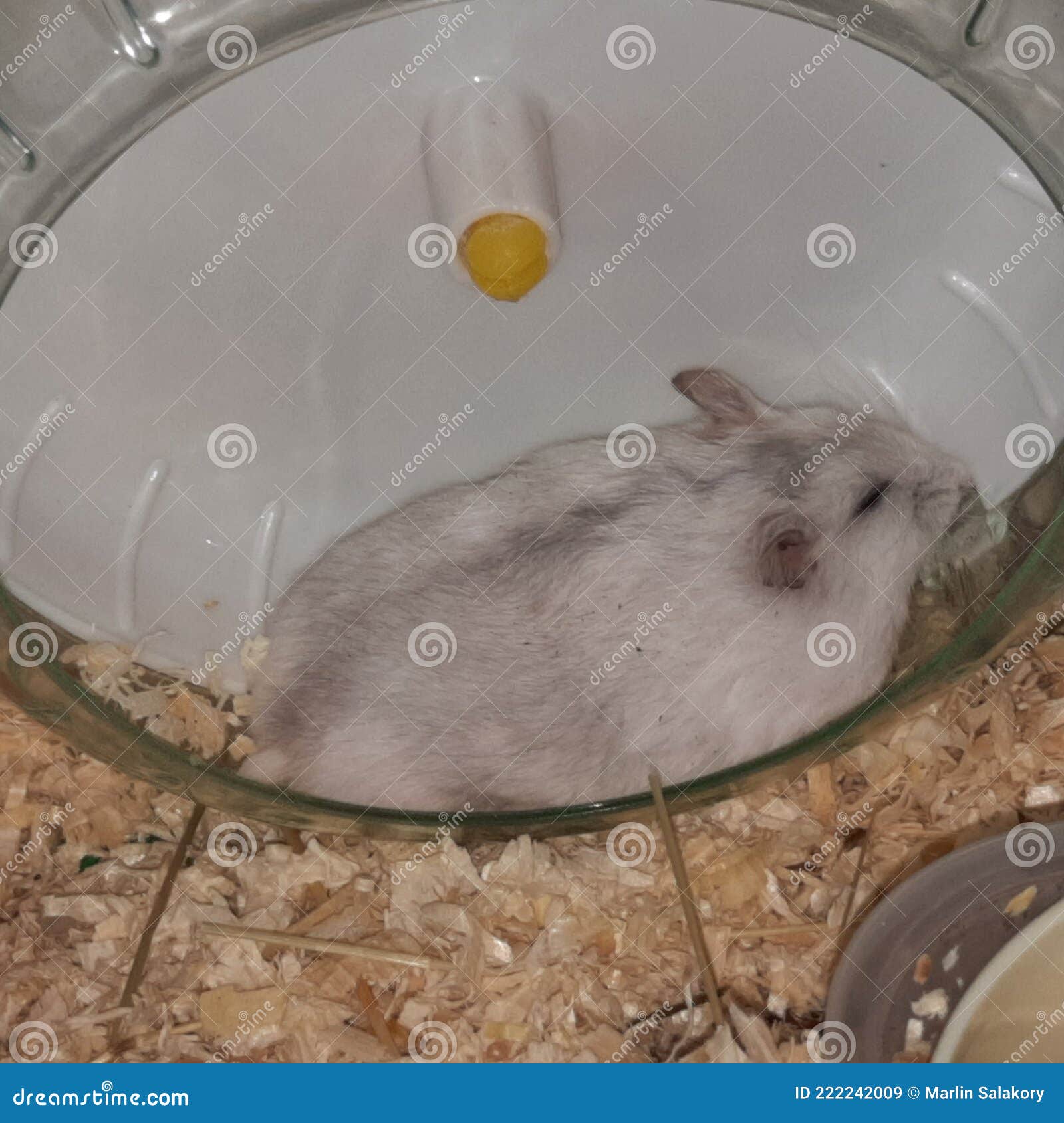 Lazy Cute Hamster stock image. Image of lazy, cute, hamster - 222242009