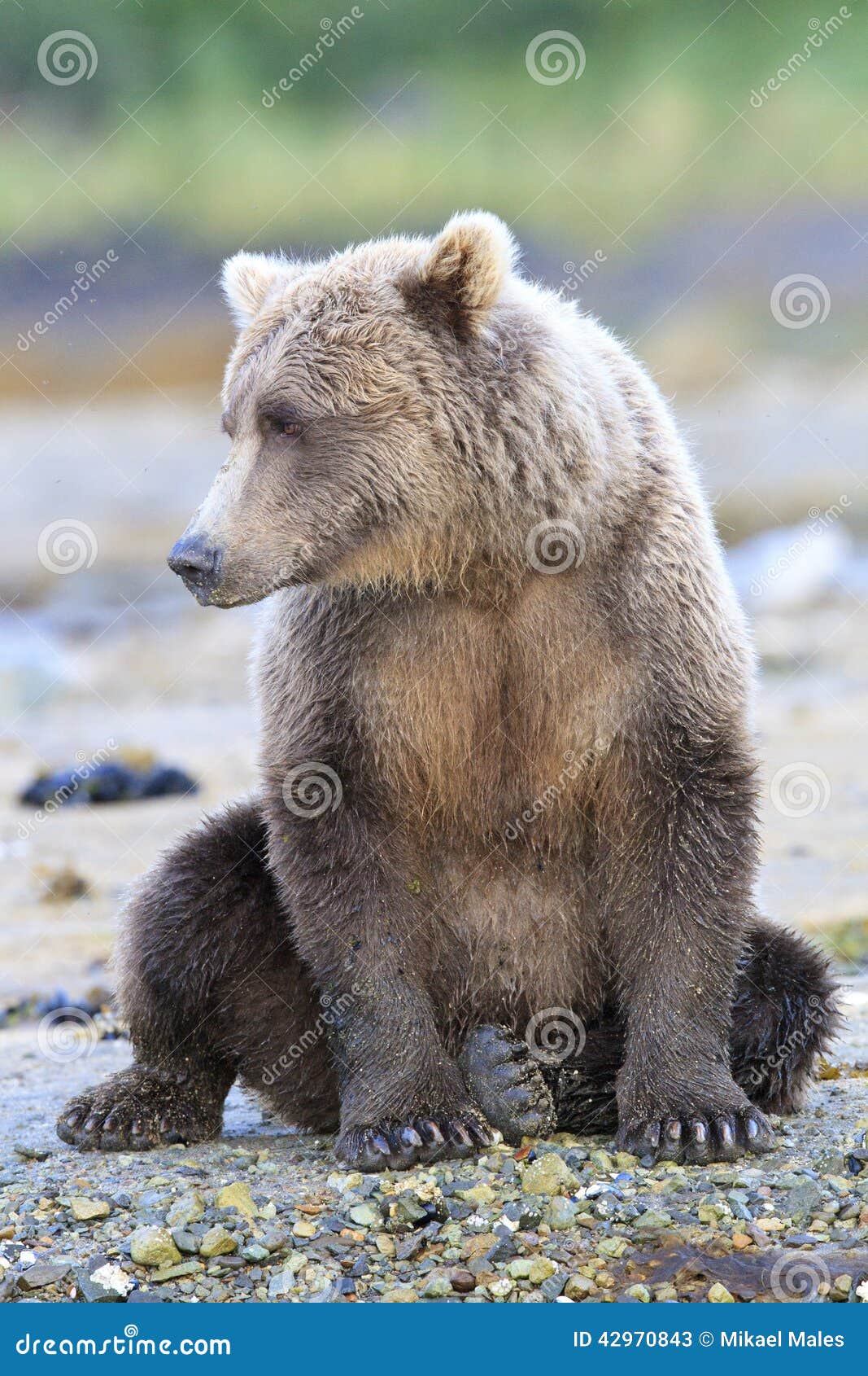 Lazy day for brown bear stock image. Image of fighting - 42970843