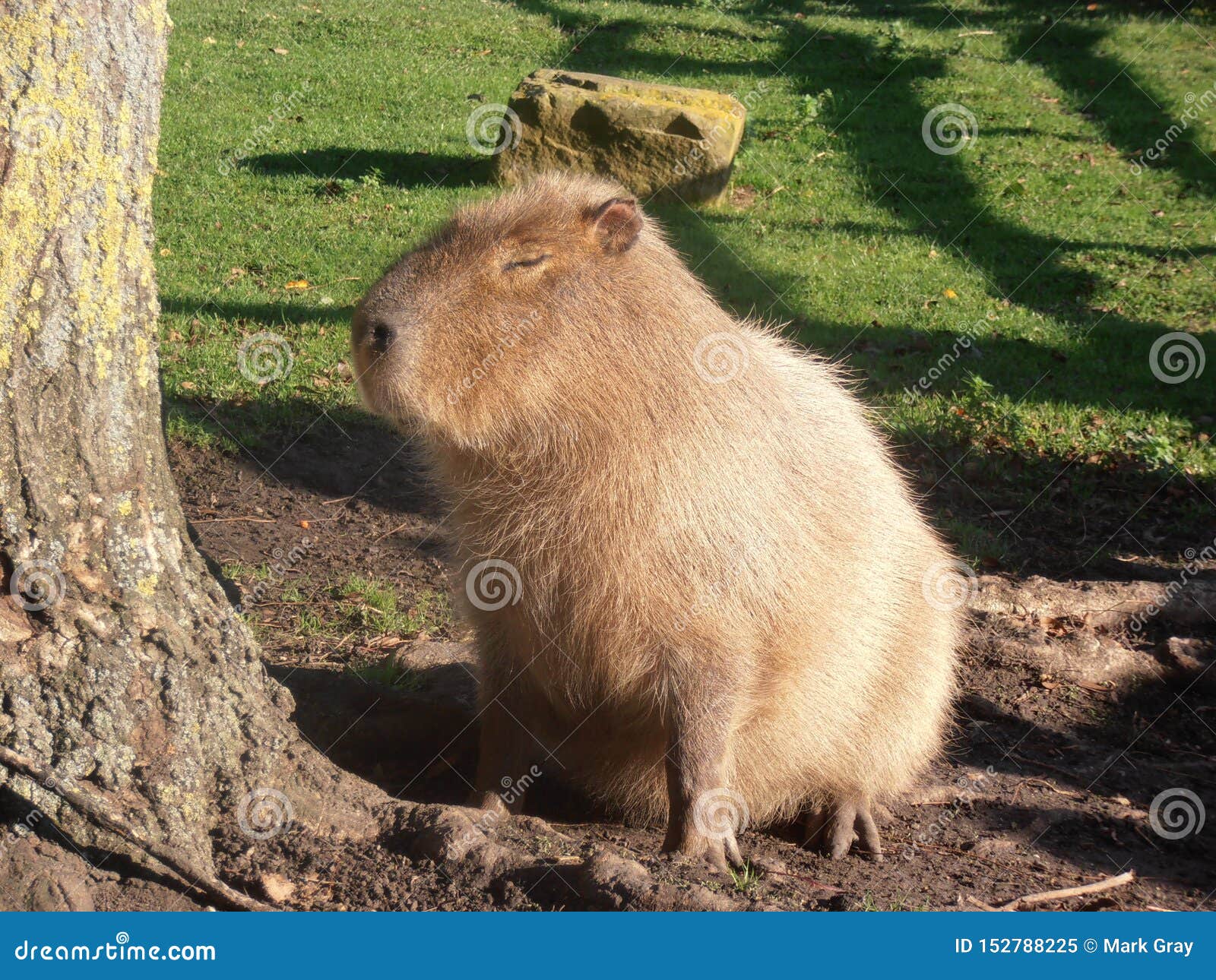 Lazy Days stock image. Image of animal, lazy, days, capybara - 152788225