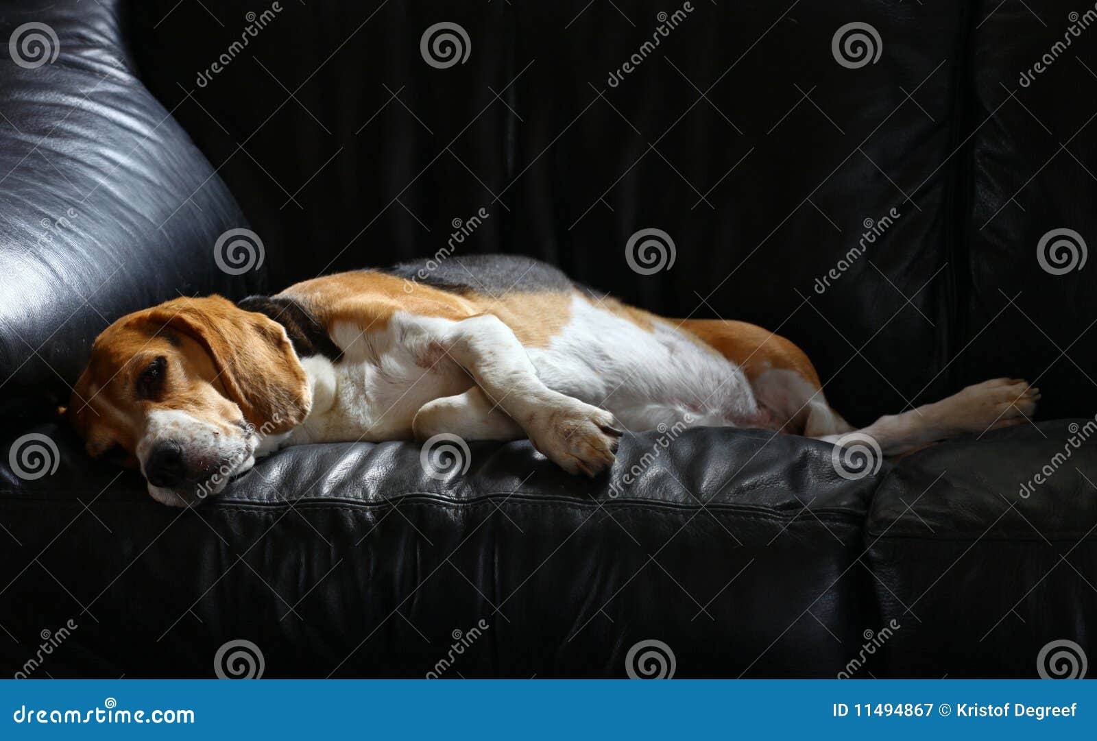 Lazy dog stock image. Image of adorable, beagle, sleeping - 11494867