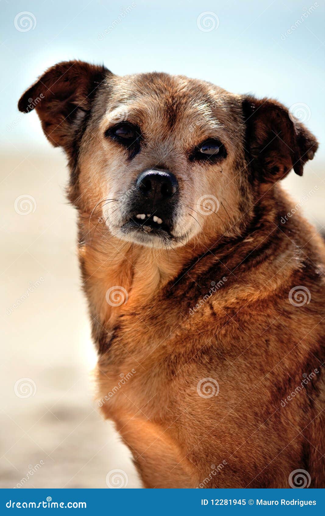 Lazy dog stock image. Image of random, rafeiro, relaxing - 12281945