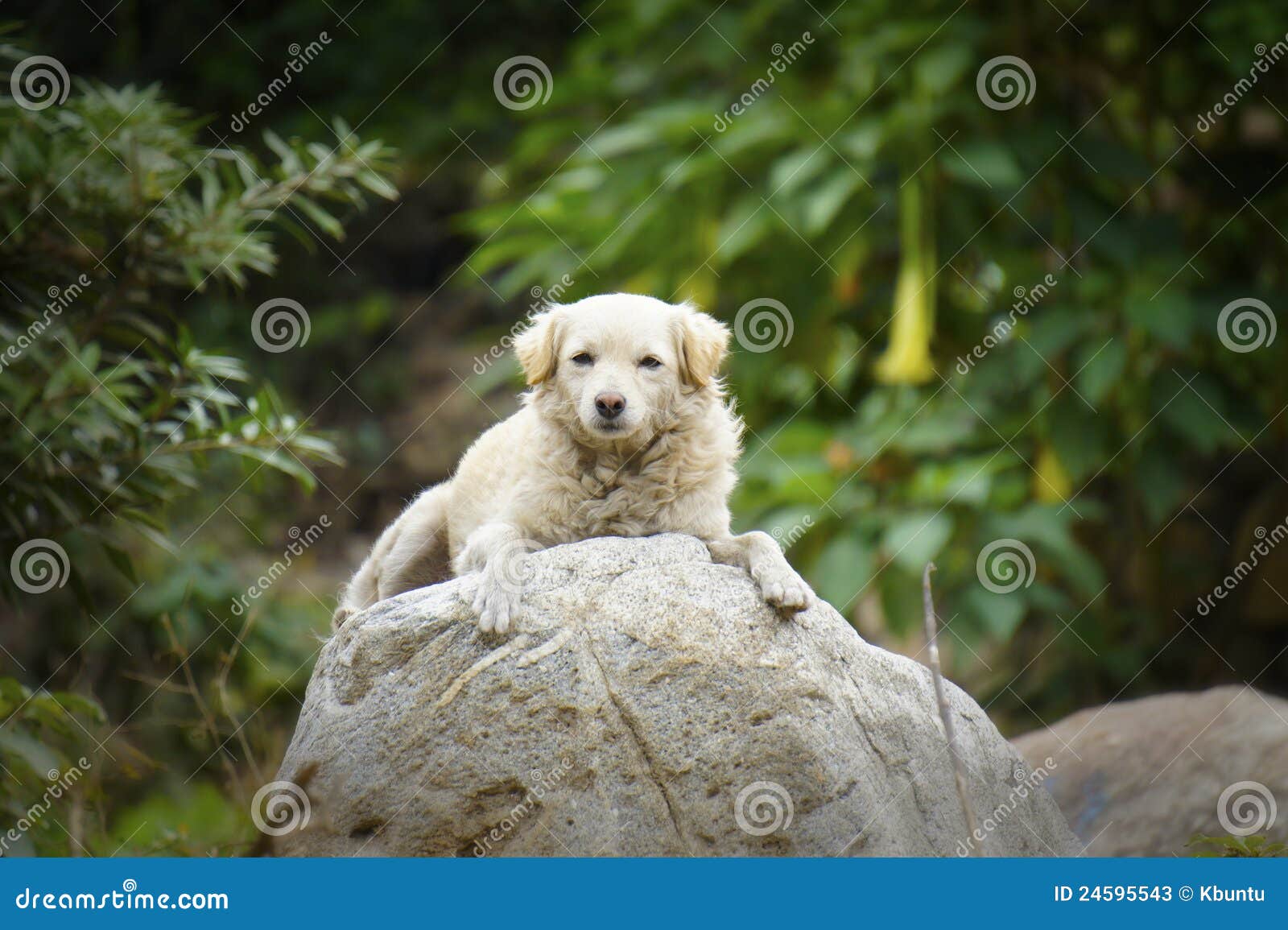 Lazy Dog stock image. Image of lazy, bushes, outdoor - 24595543