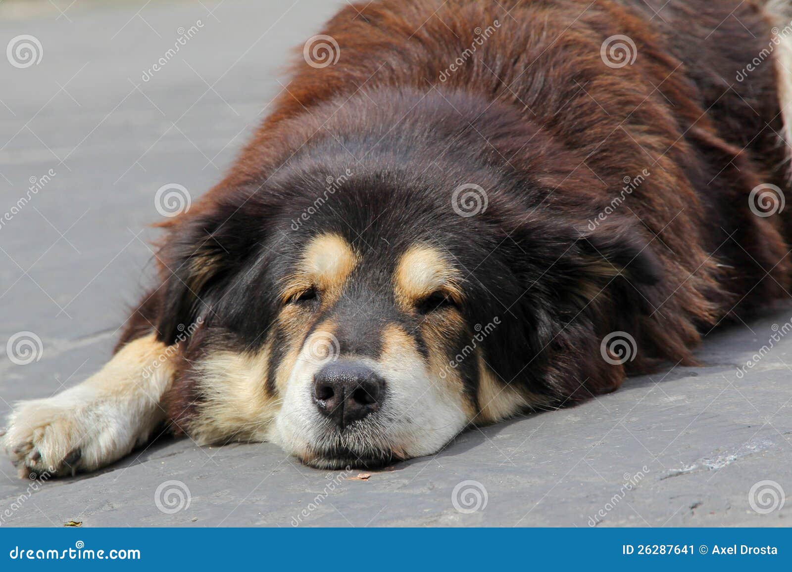 Lazy dog stock image. Image of face, rest, brown, warm - 26287641