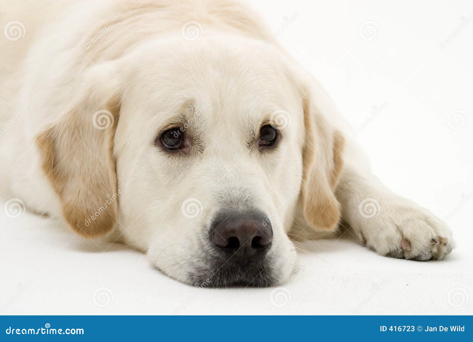 Lazy dog stock image. Image of hound, labrador, furry, snout - 416723