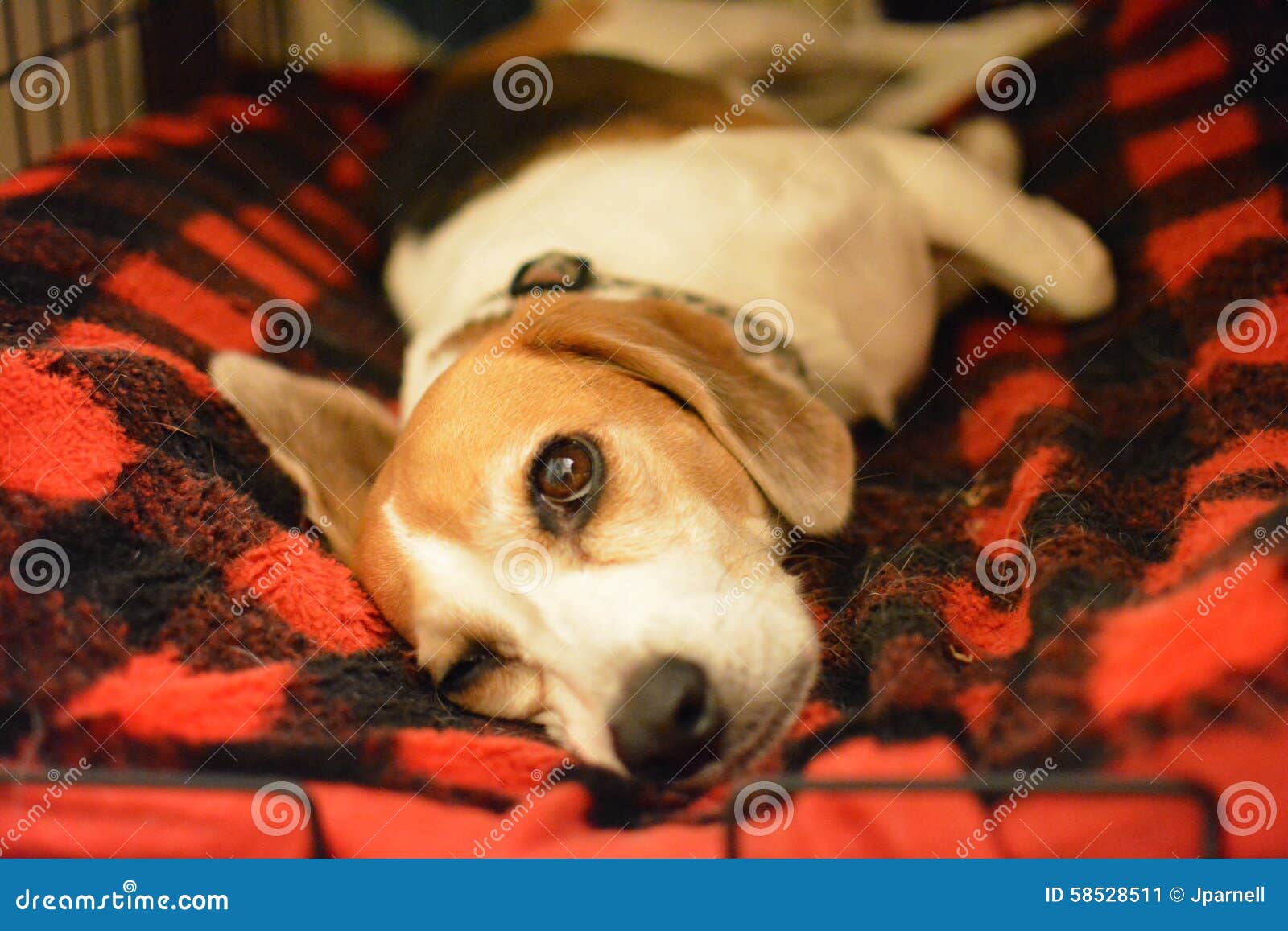 Lazy Dog stock image. Image of black, rest, lazy, tricolor - 58528511