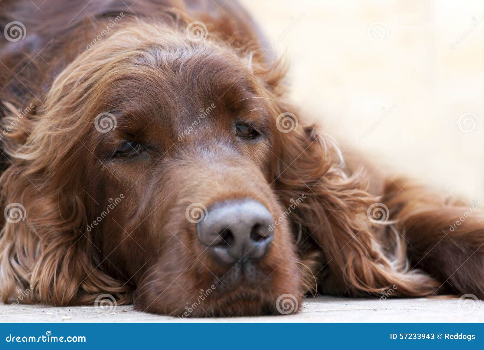 Lazy dog stock image. Image of sweet, tired, irish, head - 57233943