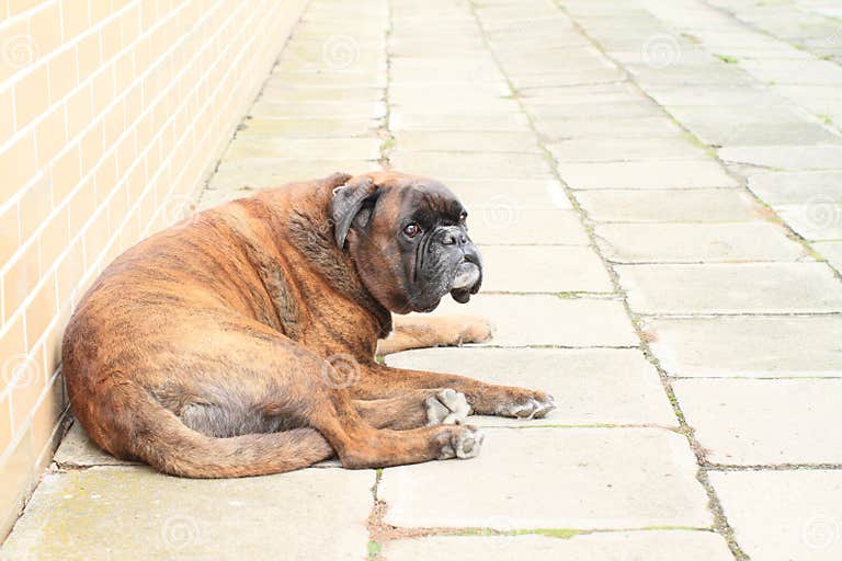 Lazy dog stock image. Image of unmotivated, brick, lying - 34367691