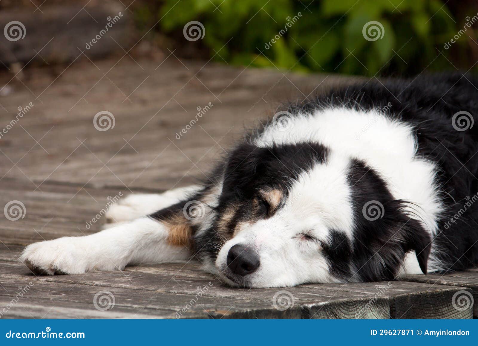 Lazy dog days of summer stock image. Image of cute, exhausted - 29627871