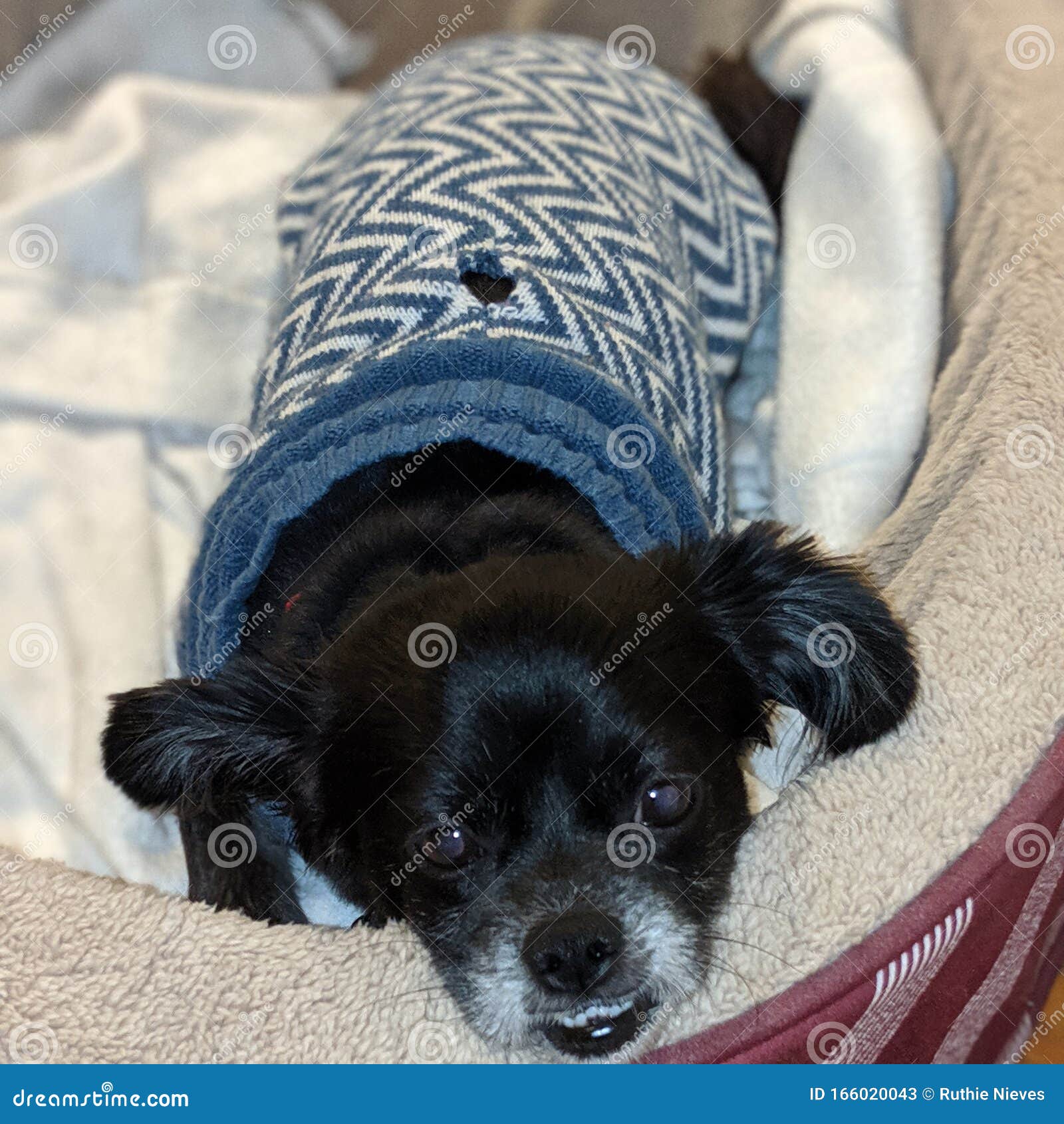Lazy Dog Days Sweater Weather Stock Image - Image of lazy, sweater ...