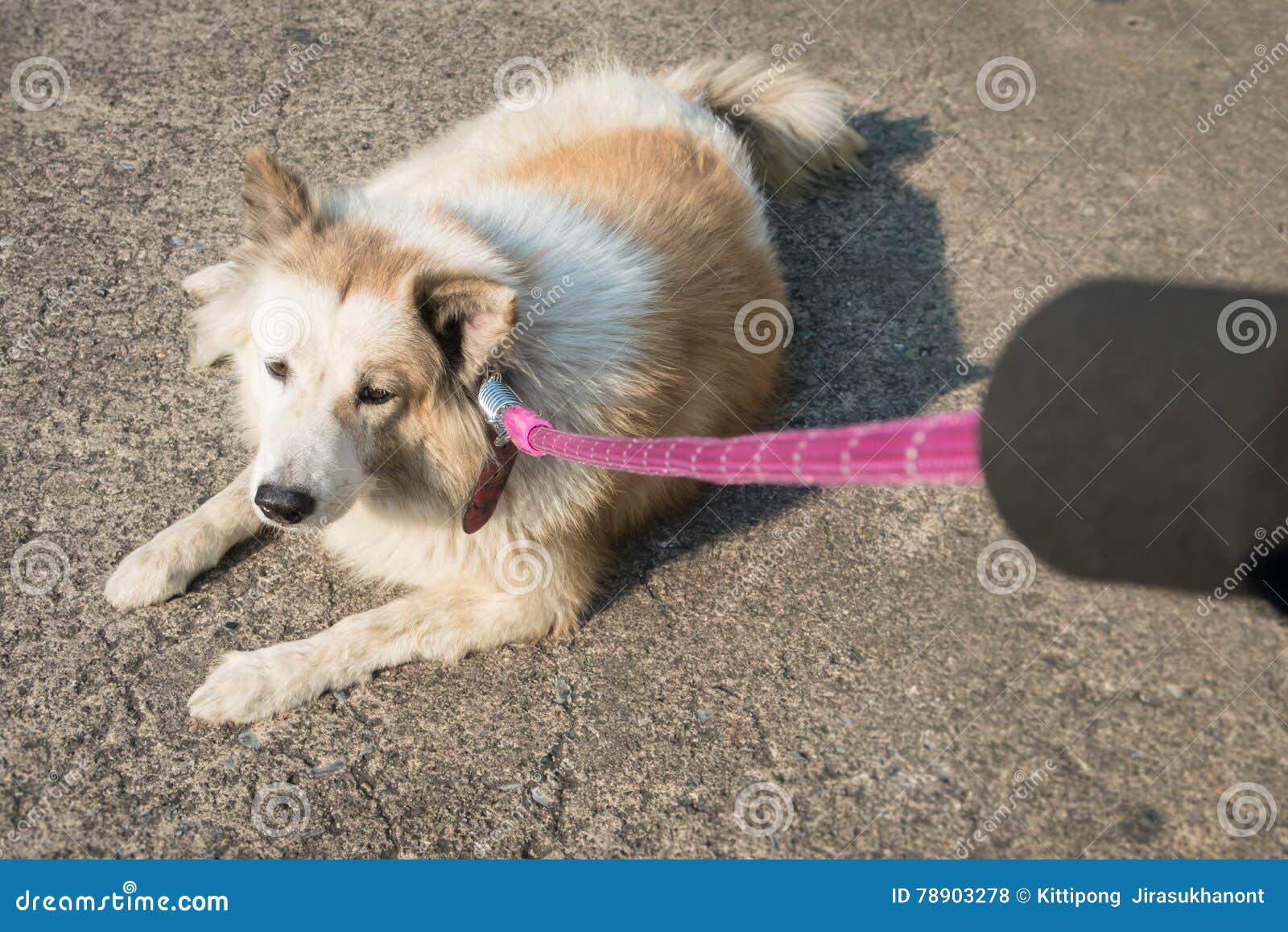 Lazy dog stock photo. Image of pulling, train, lead, canine - 78903278