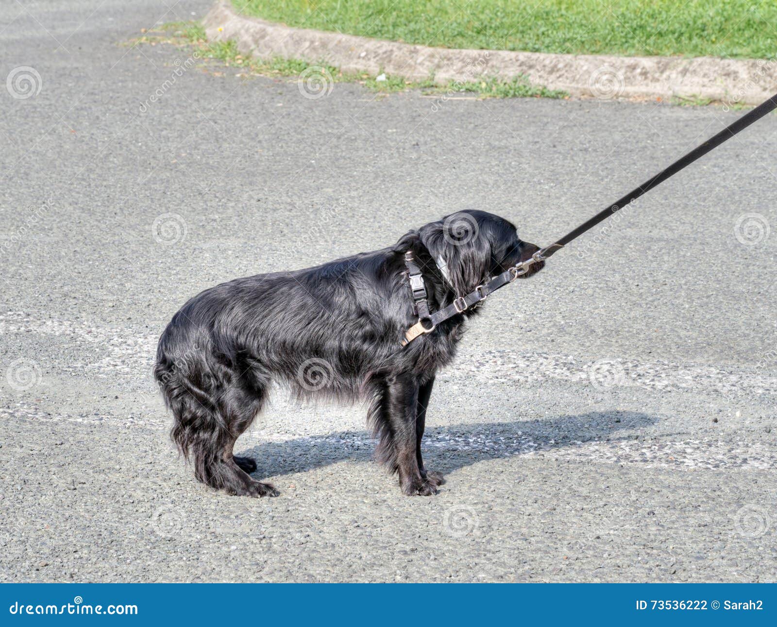 Lazy Dog - Refusing Walk Today. Stock Photo - Image of unenthusiastic ...
