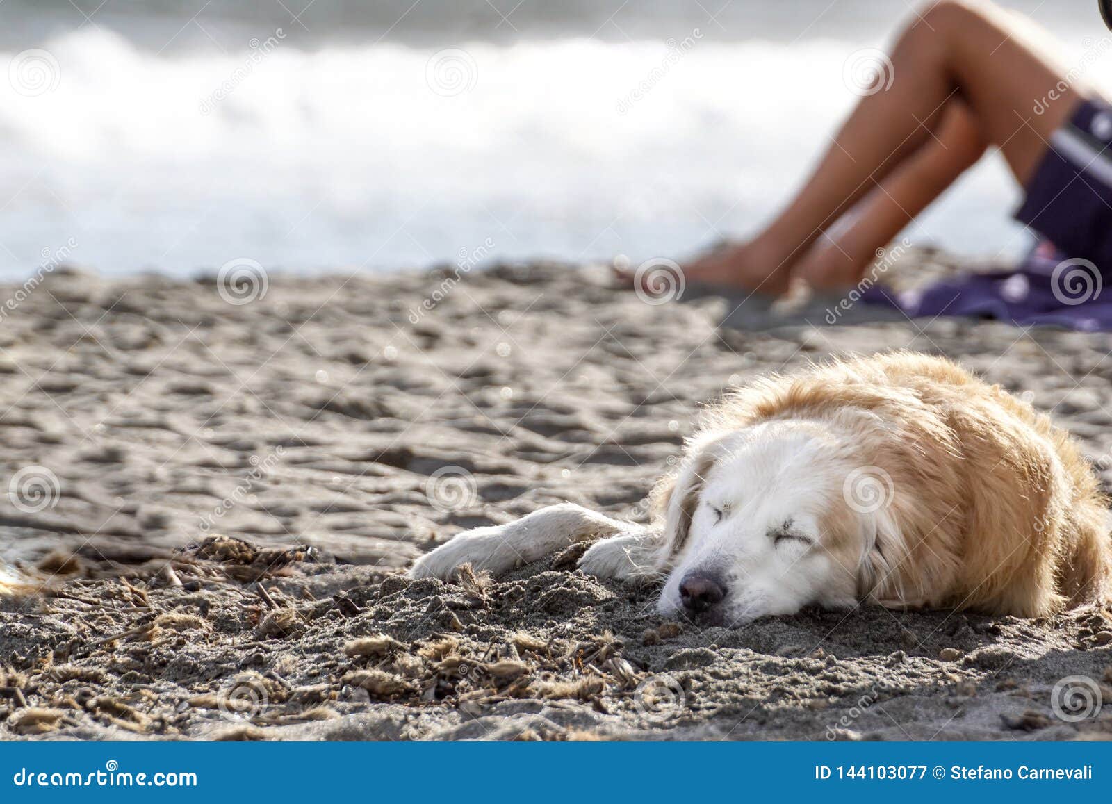 Lazy Dog Relaxing and Sleeping on Sand Beach Stock Image - Image of ...