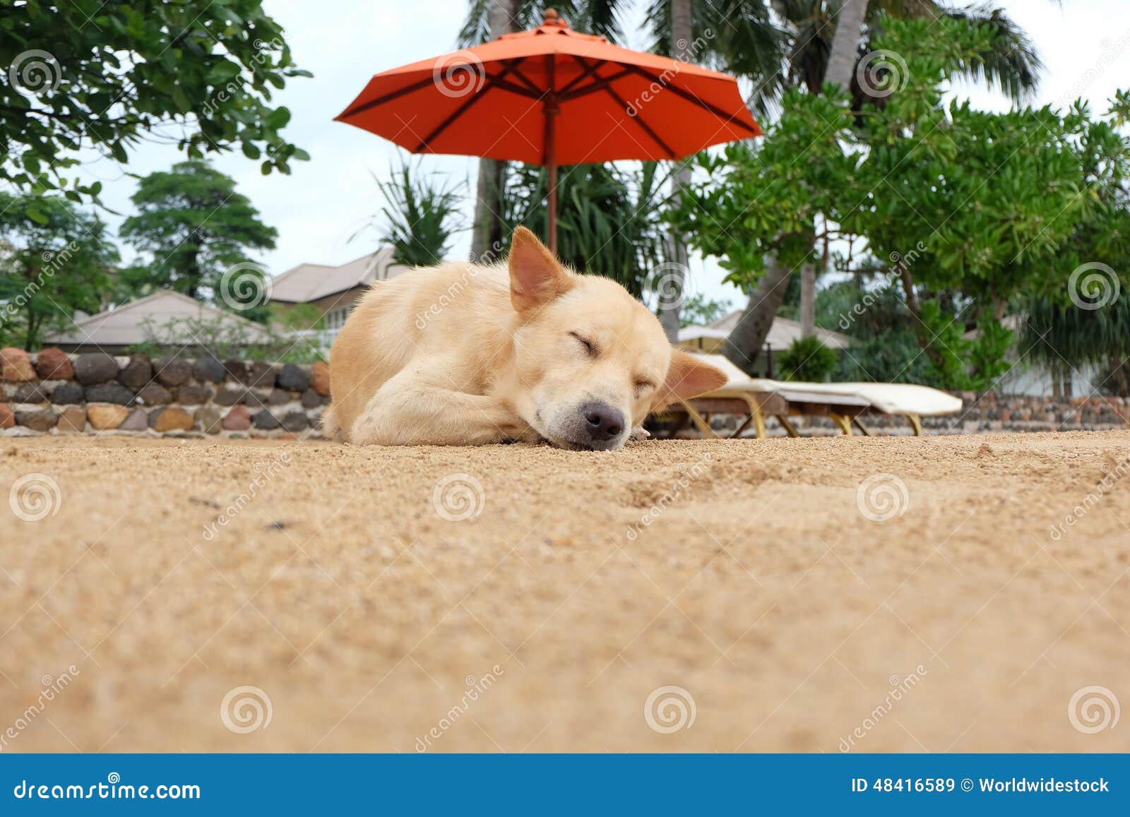 Lazy Dog Relaxing and Sleeping Stock Image - Image of tree, palm: 48416589