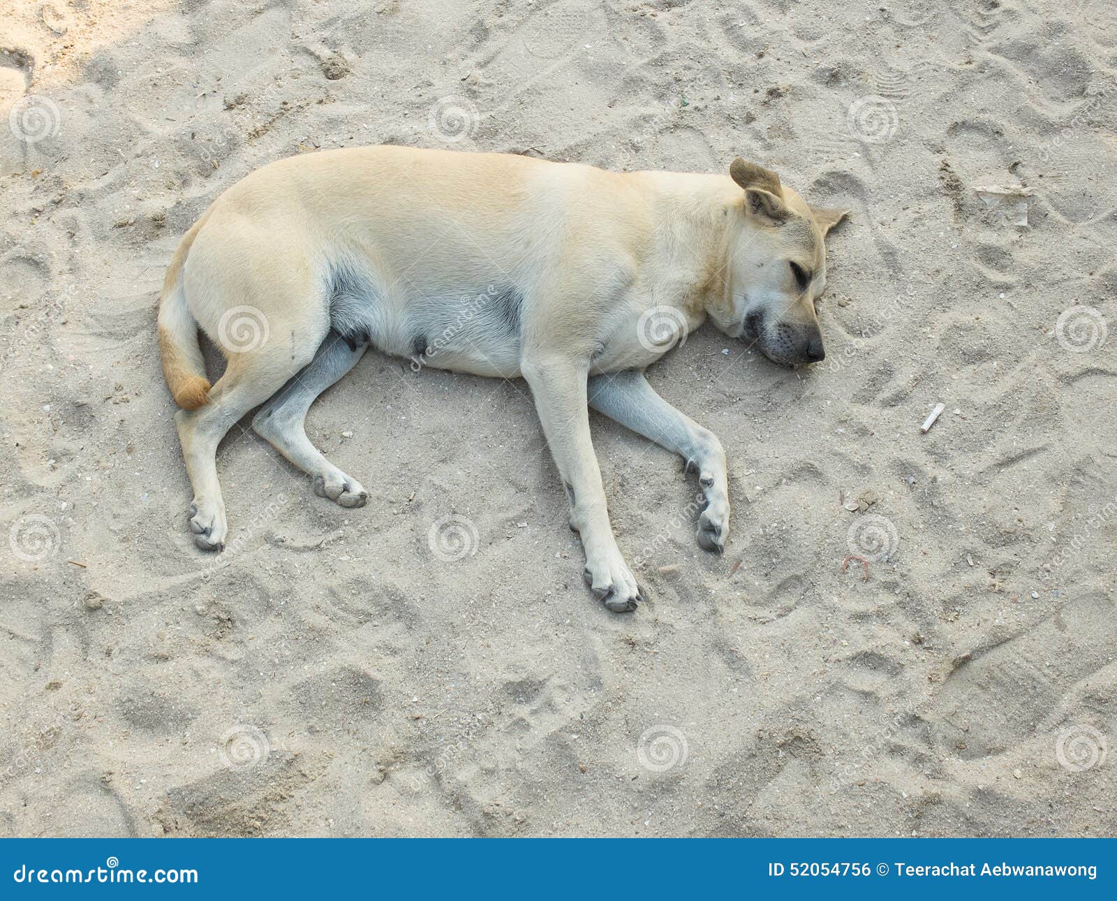 Lazy Dog Relaxing and Sleeping on Sand Beach Stock Photo - Image of ...