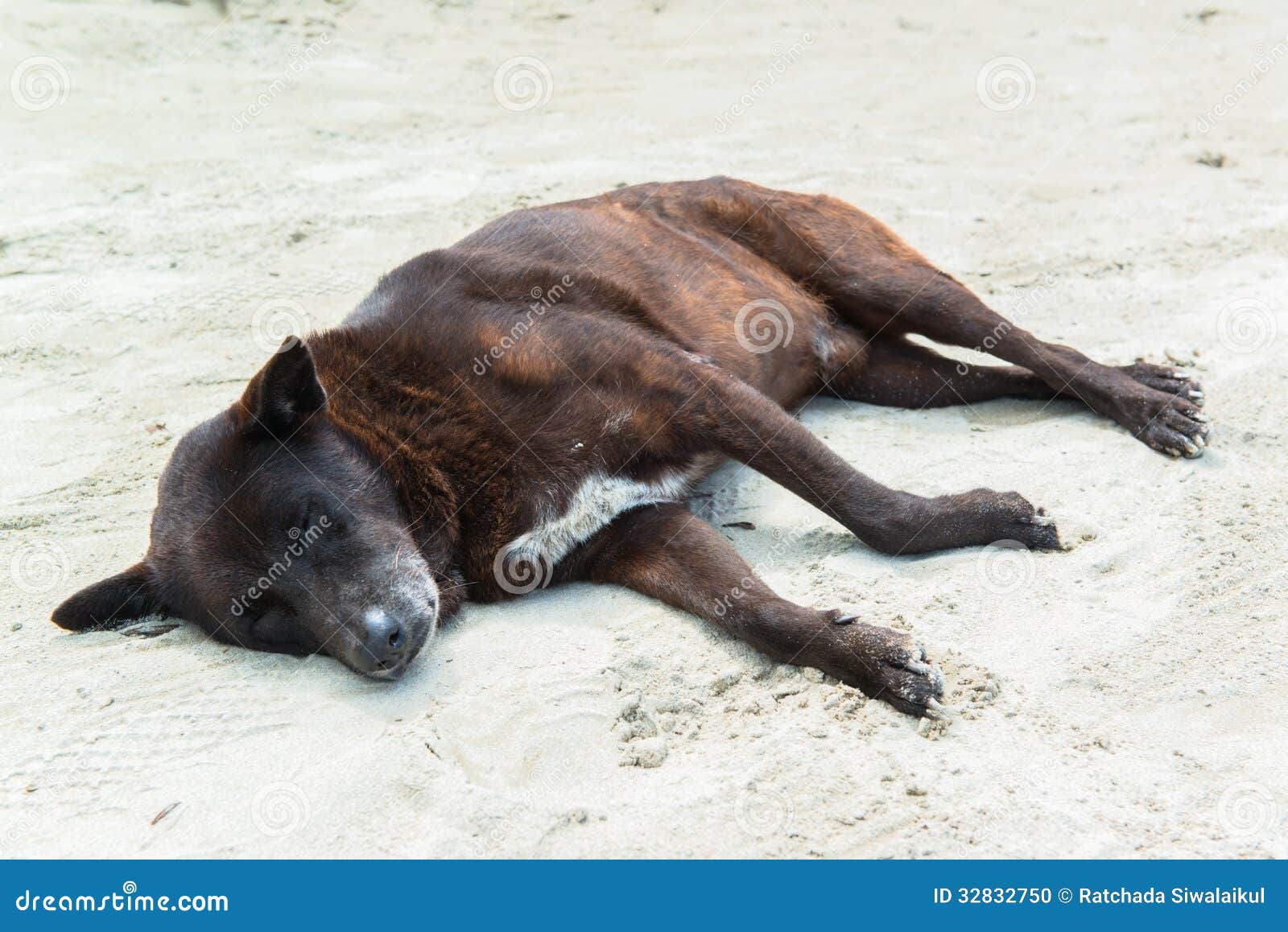 Lazy Dog Sleep on Sand Beach Stock Photo - Image of edge, sand: 32832750