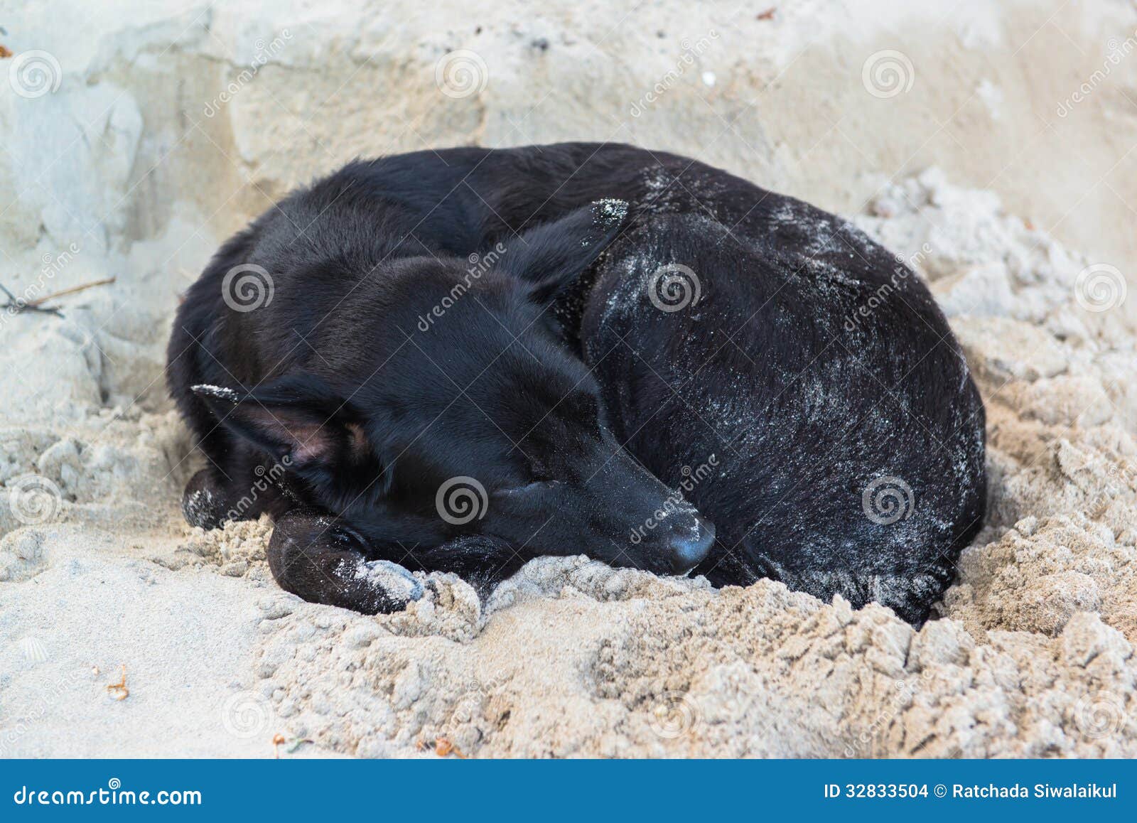 Lazy Dog Sleep on Sand Beach Stock Photo - Image of black, eyes: 32833504