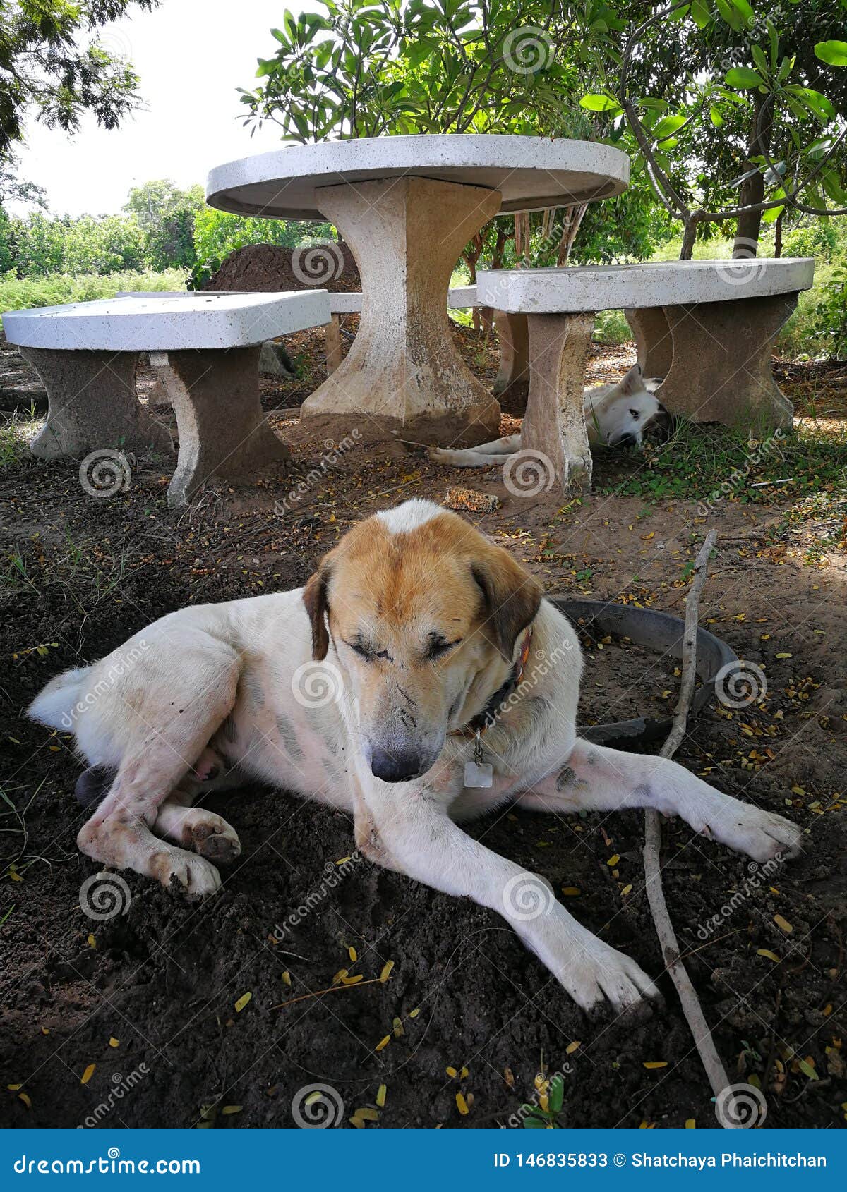 Lazy Dog Sleeping on the Floor Stock Image - Image of closeup, outdoors ...