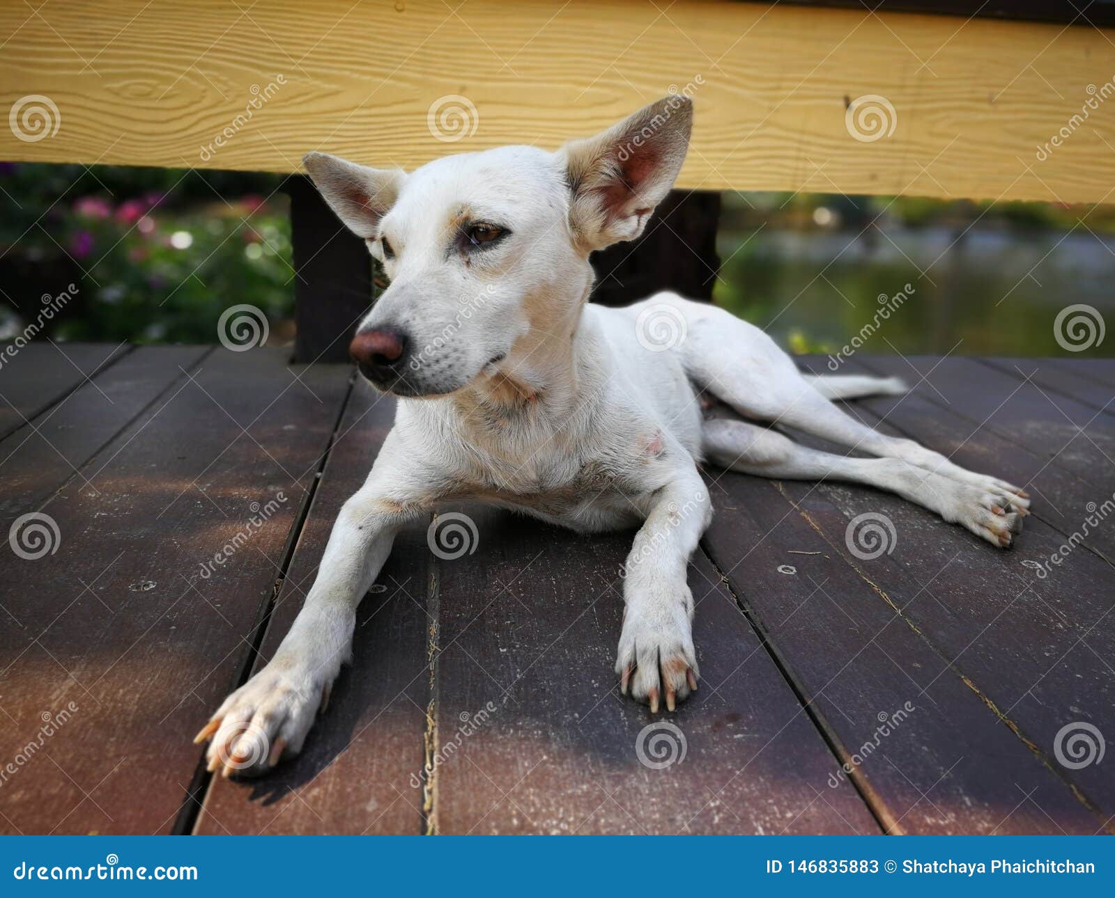 Lazy Dog Sleeping on the Floor Stock Image - Image of male, growth ...