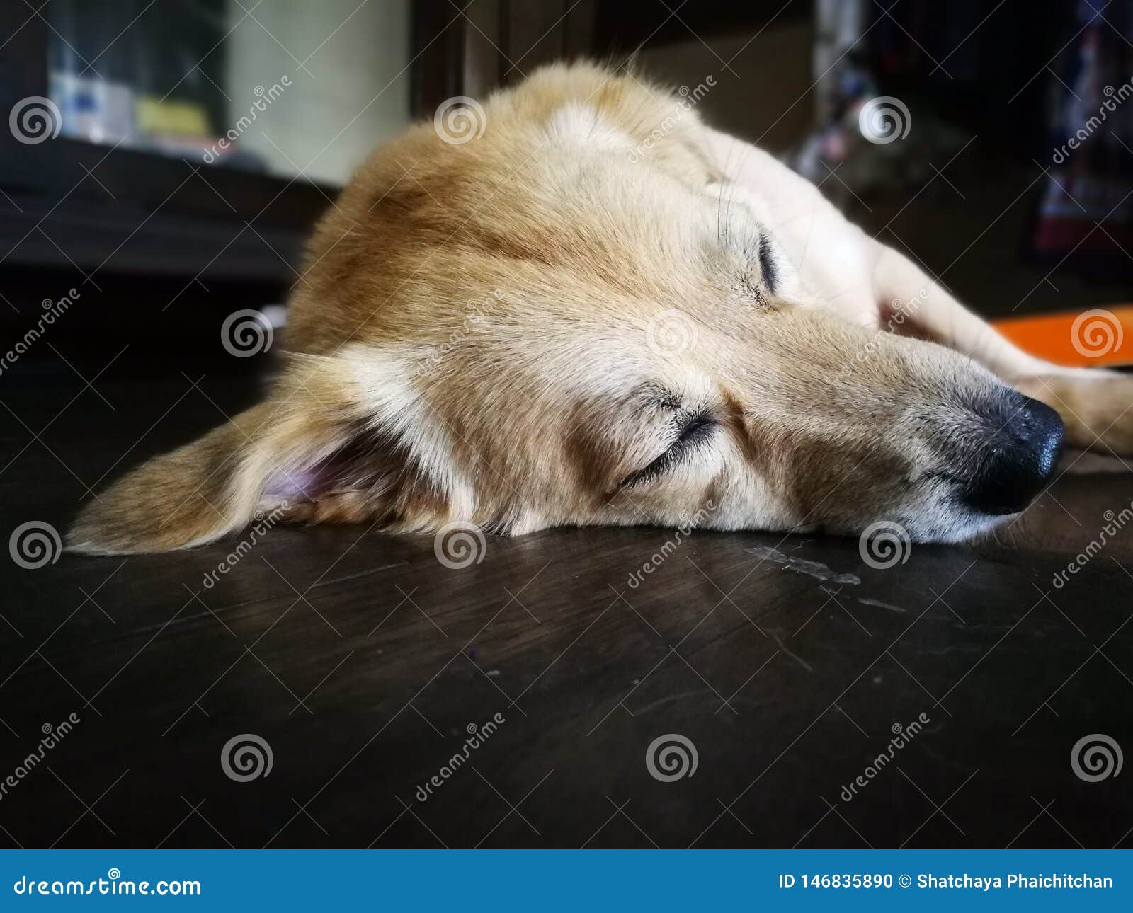 Lazy Dog Sleeping on the Floor Stock Photo - Image of cute, closeup ...