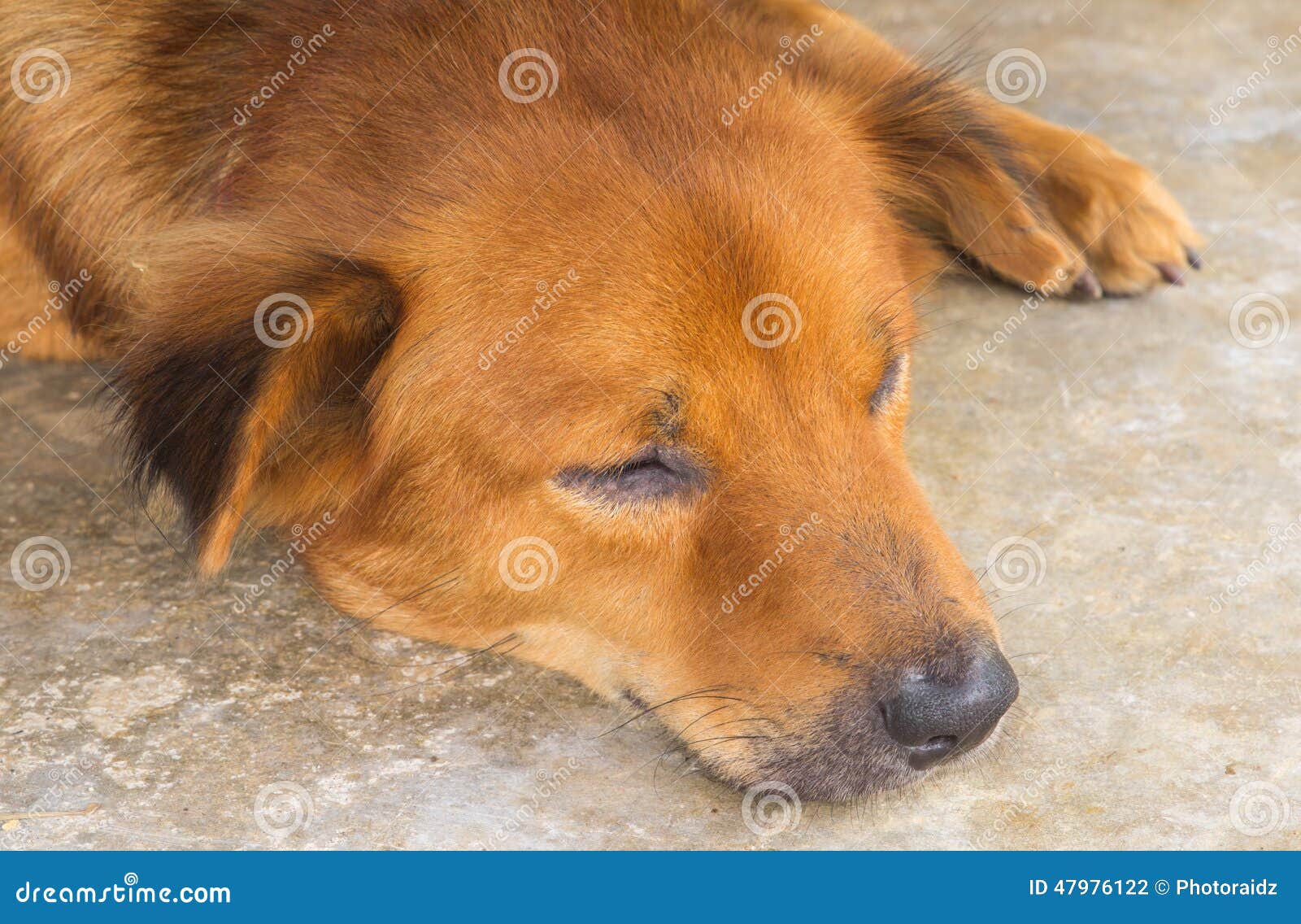 Lazy dog sleeping stock illustration. Illustration of adorable - 47976122
