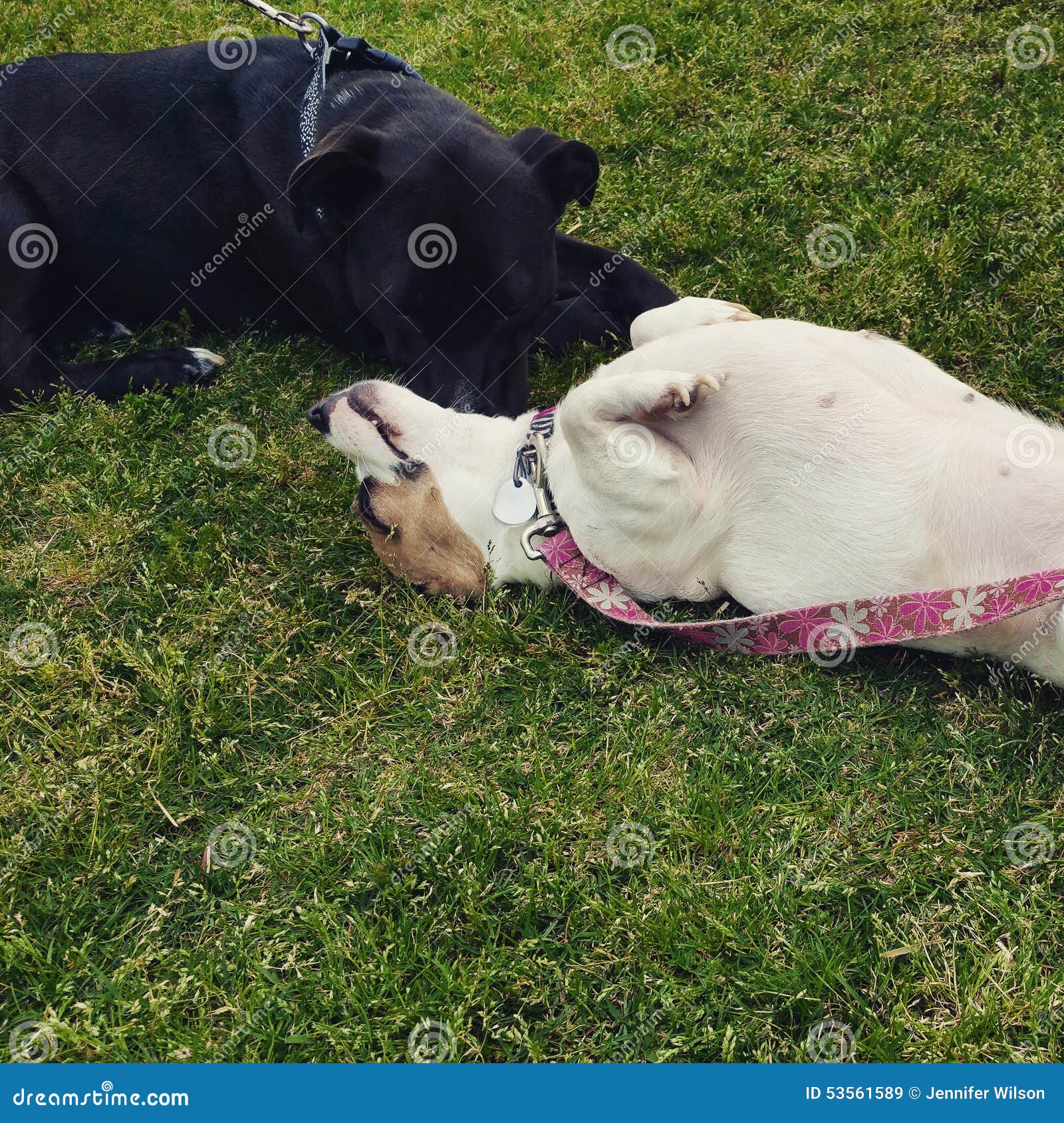 Lazy dogs stock image. Image of puppies, staffordshire - 53561589